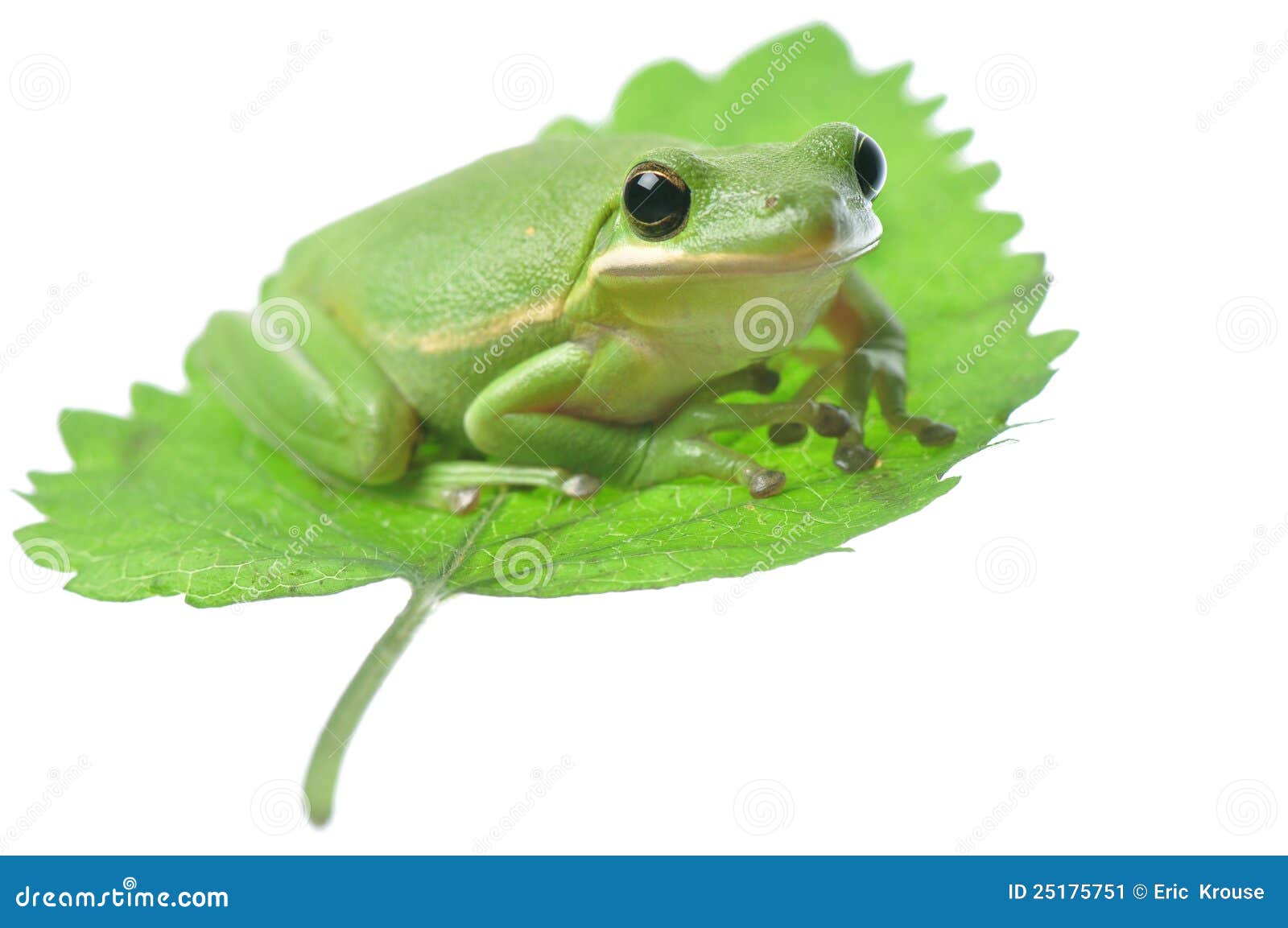 Green Frog on leaf stock image. Image of closeup, nature - 25175751