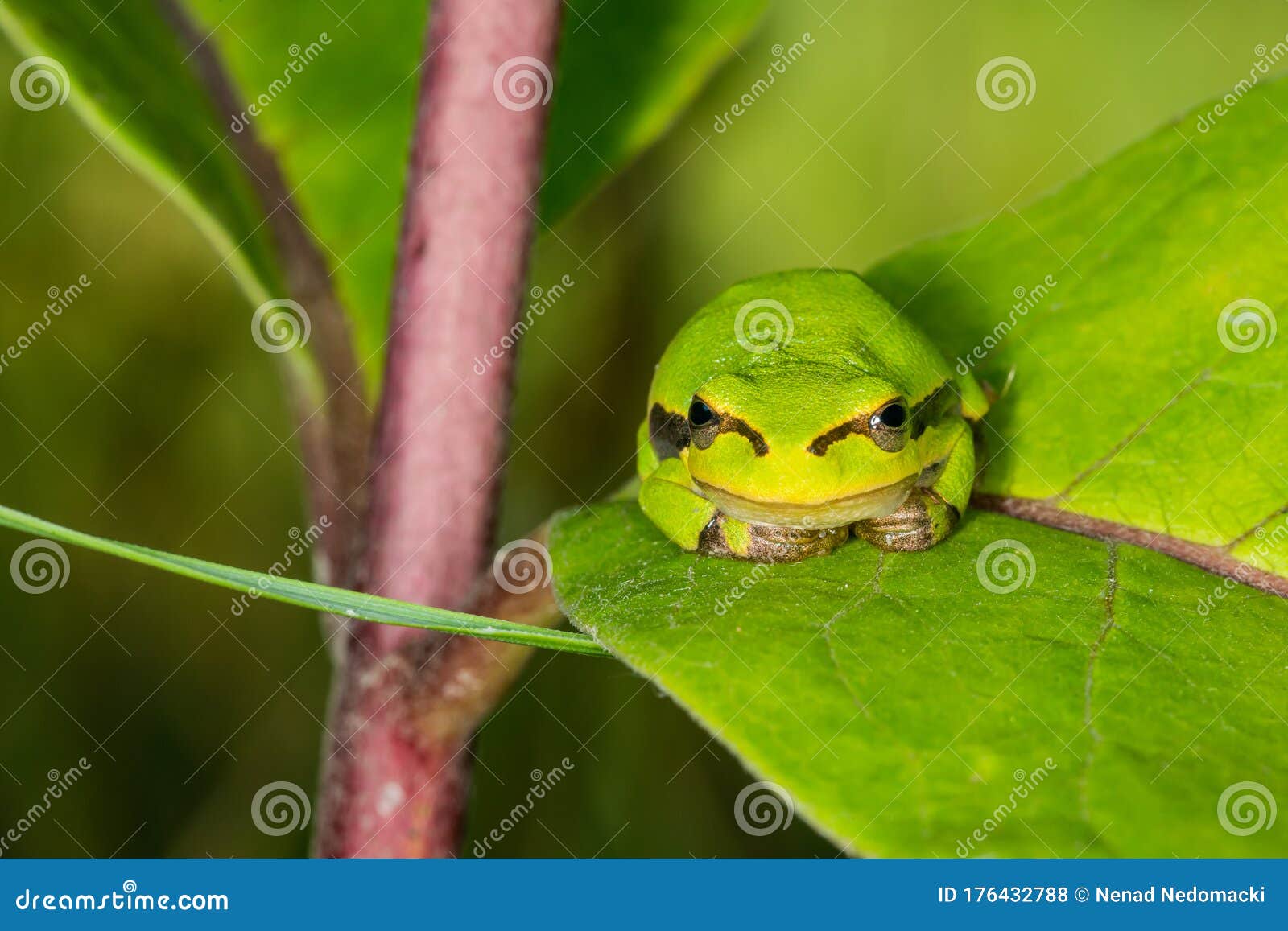 Green Frog on Leaf. a Frog Hides in a Plant Stock Photo - Image of ...