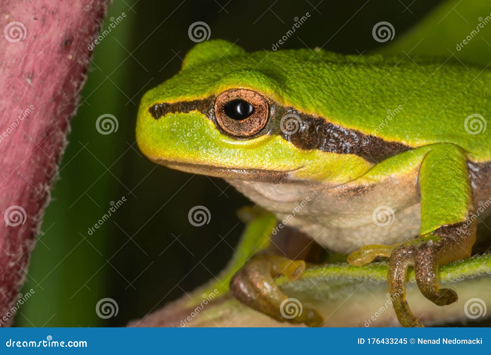 Green Frog on Leaf. a Frog Hides in a Plant Stock Image - Image of ...