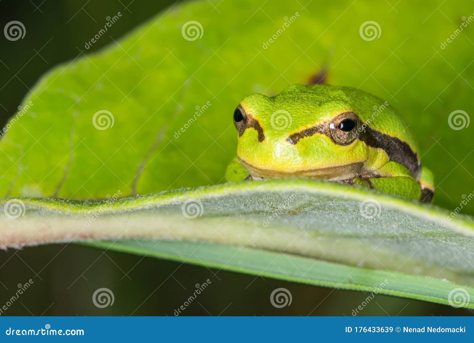 Green Frog on Leaf. a Frog Hides in a Plant Stock Image - Image of ...