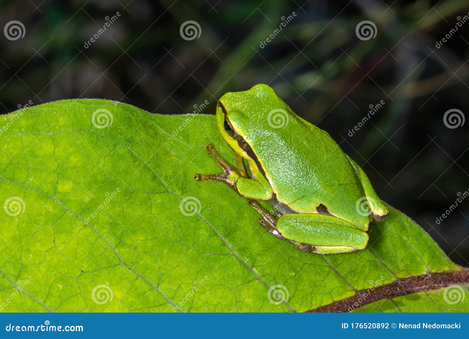 Green Frog on Leaf. a Frog Hides in a Plant Stock Photo - Image of ...