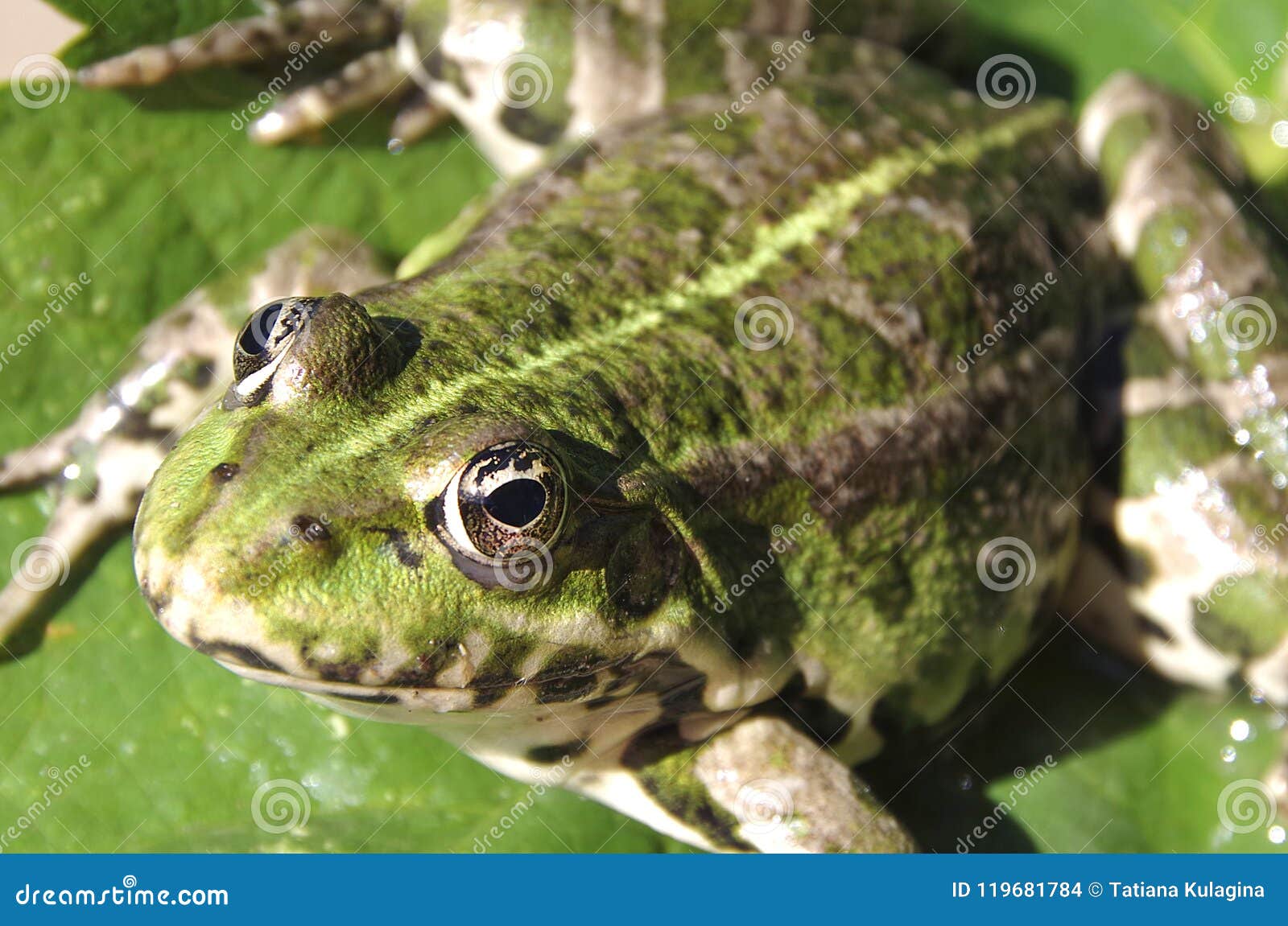 Green toad stock photo. Image of hand, toad, exotic - 119681784