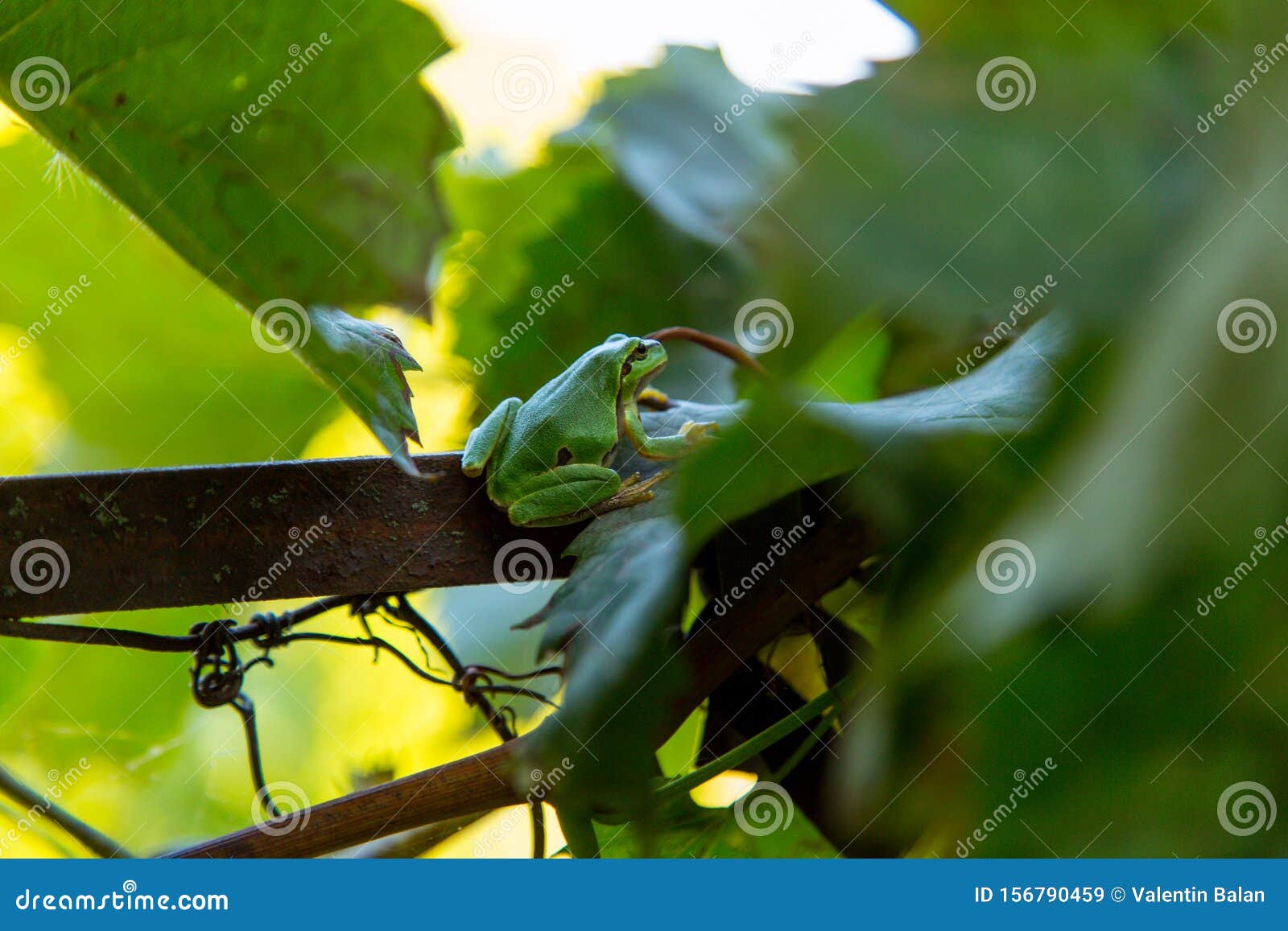 A green frog on a leave. stock image. Image of garden - 156790459