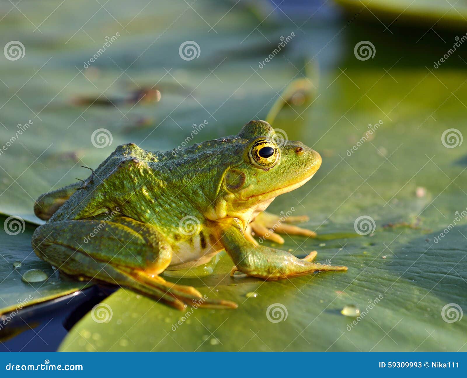 Green frog stock image. Image of close, nature, focus - 59309993