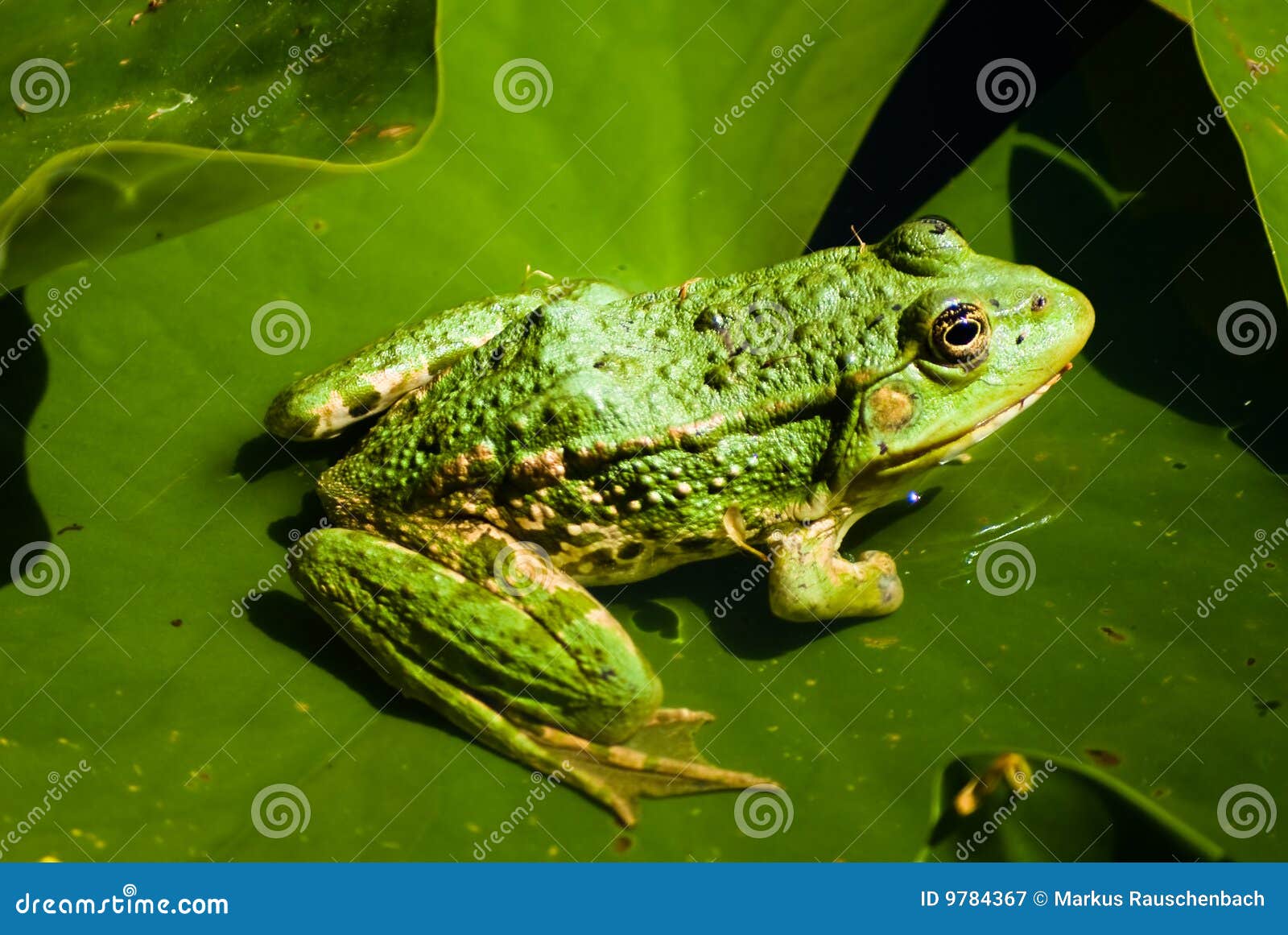 Green frog on lily stock image. Image of scaly, vegetation - 9784367