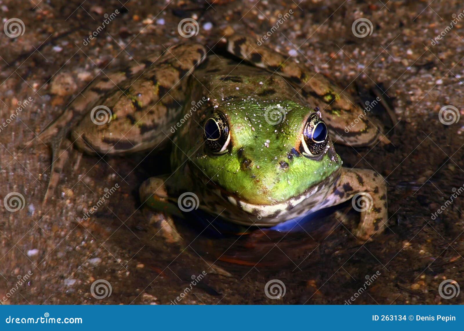 Green frog looking at us stock photo. Image of aquatic - 263134
