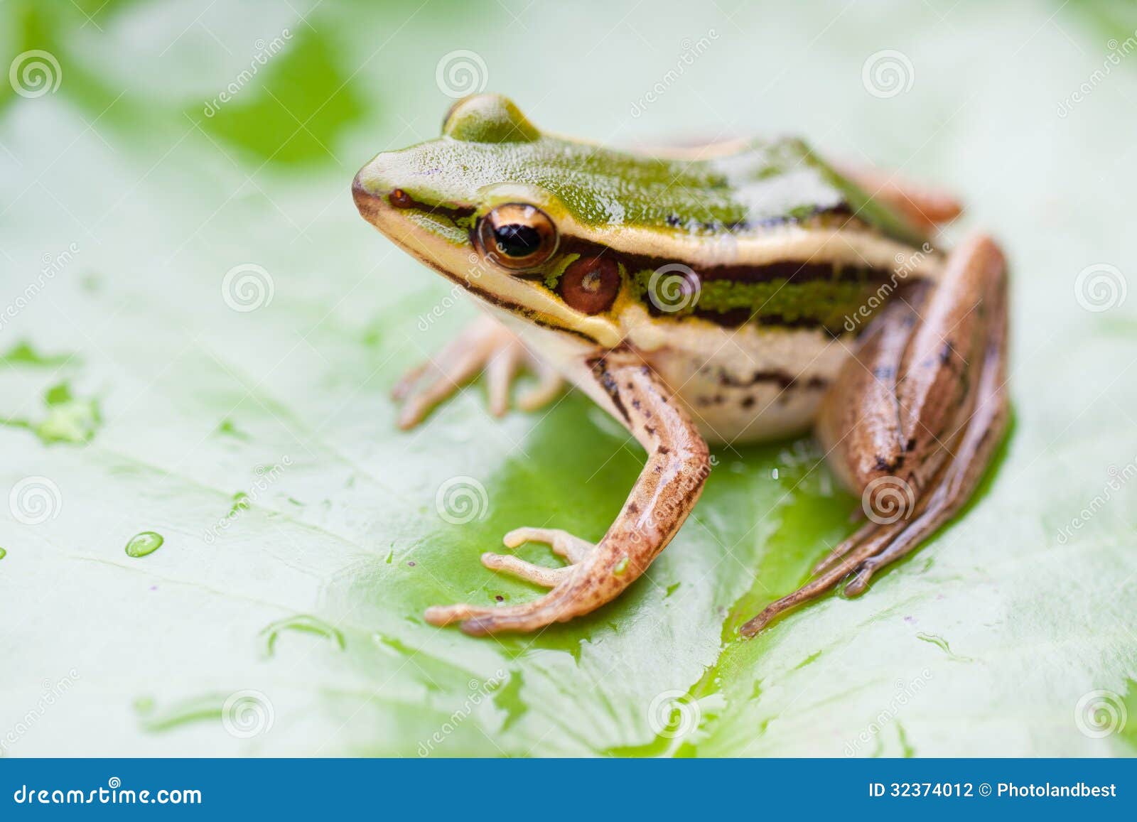 Green frog on a lotus leaf stock photo. Image of plant - 32374012
