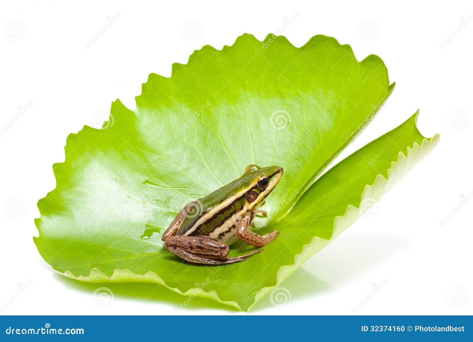 Green frog on a lotus leaf stock photo. Image of ecosystem - 32374160