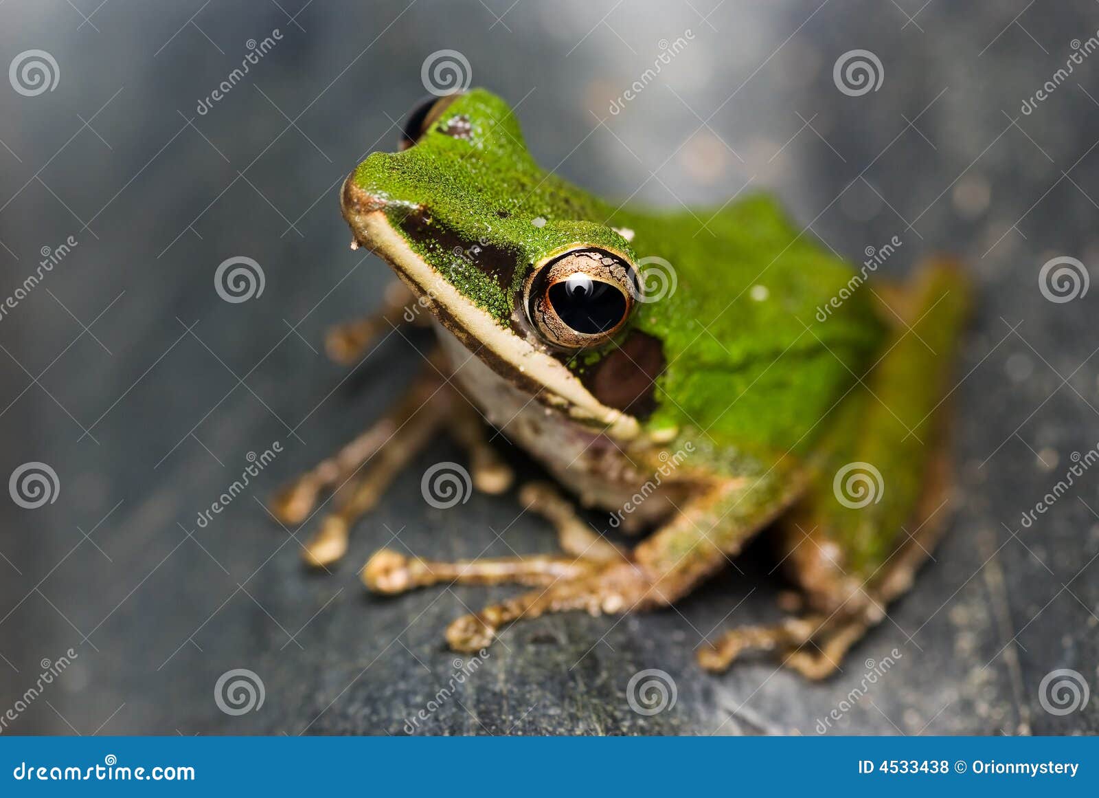Green Frog Macro stock photo. Image of close, park, outdoor - 4533438