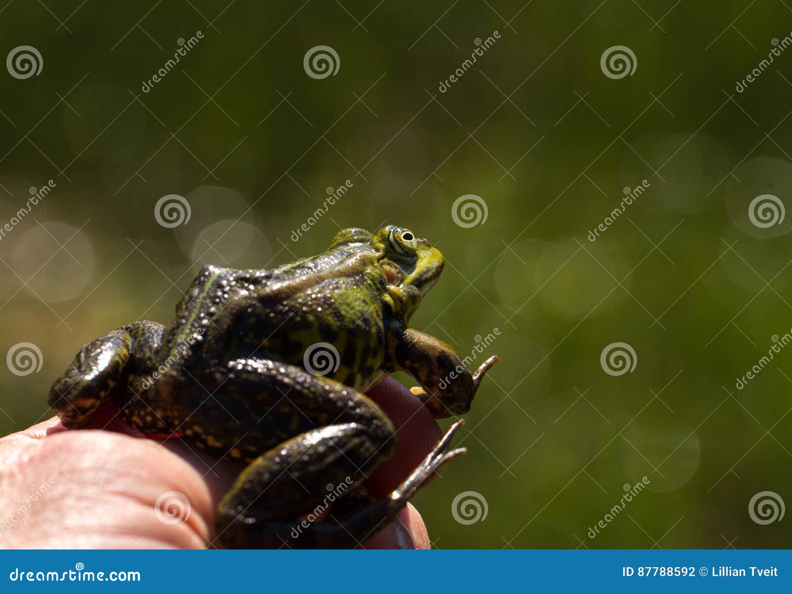 Green frog in a mans hand stock photo. Image of standing - 87788592