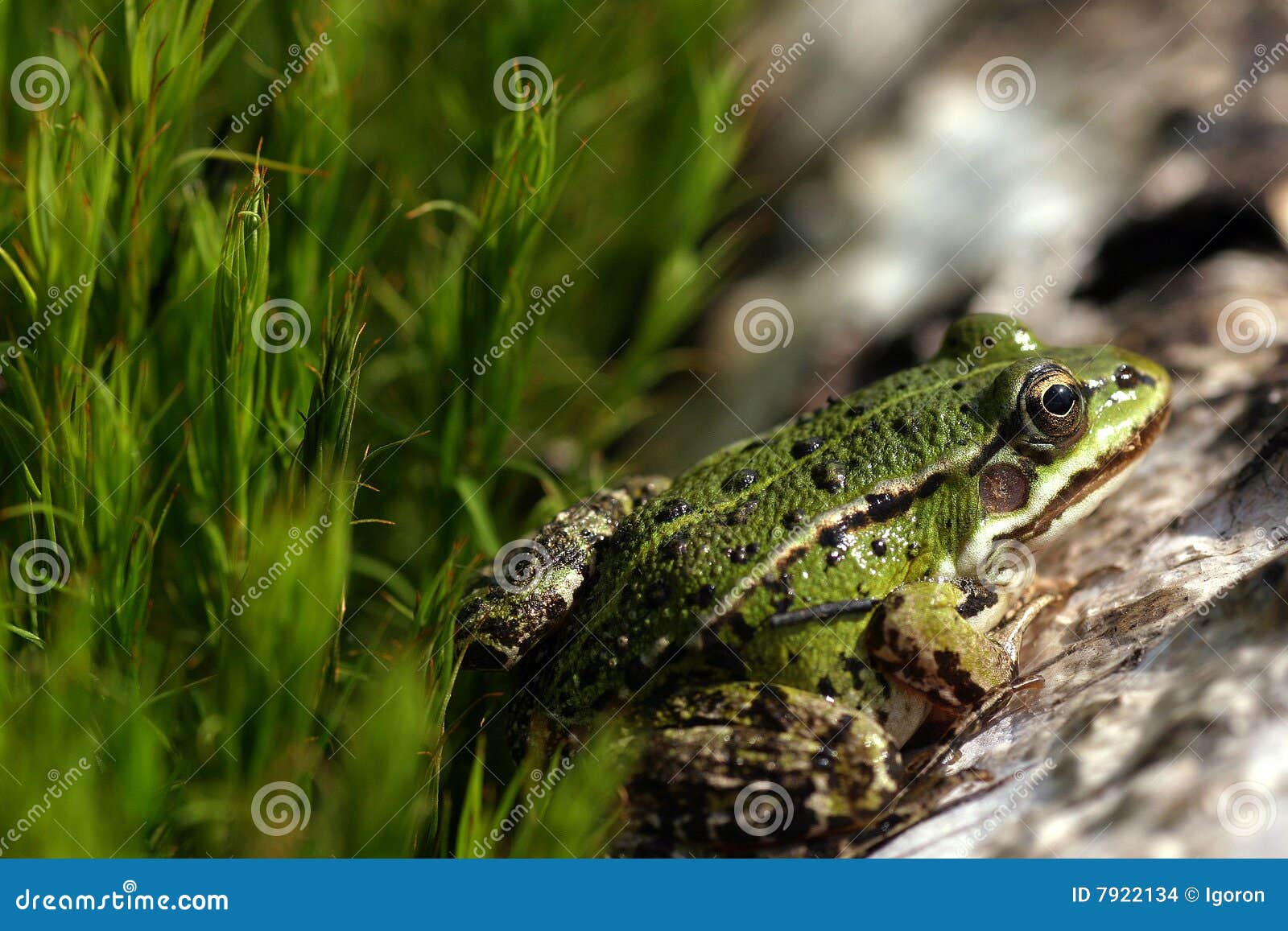 Green frog on the moss stock photo. Image of clutch, green - 7922134