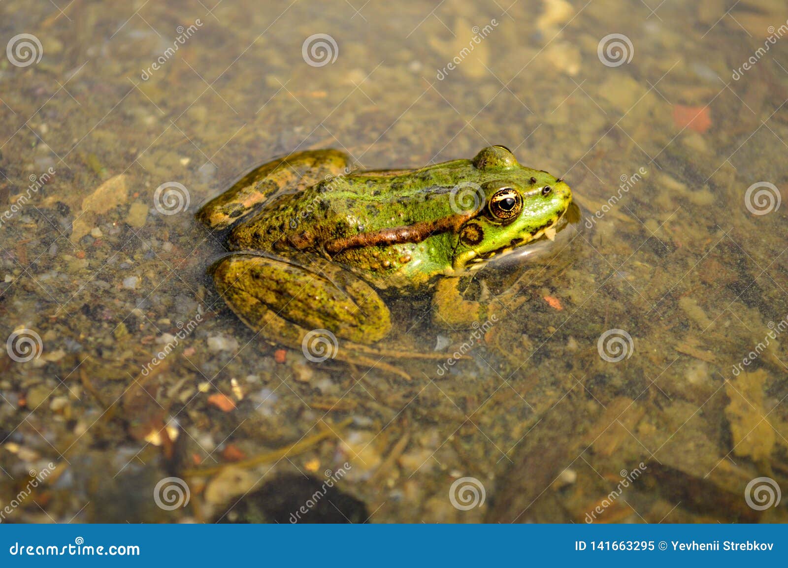 Green frog in muddy water stock image. Image of cute - 141663295