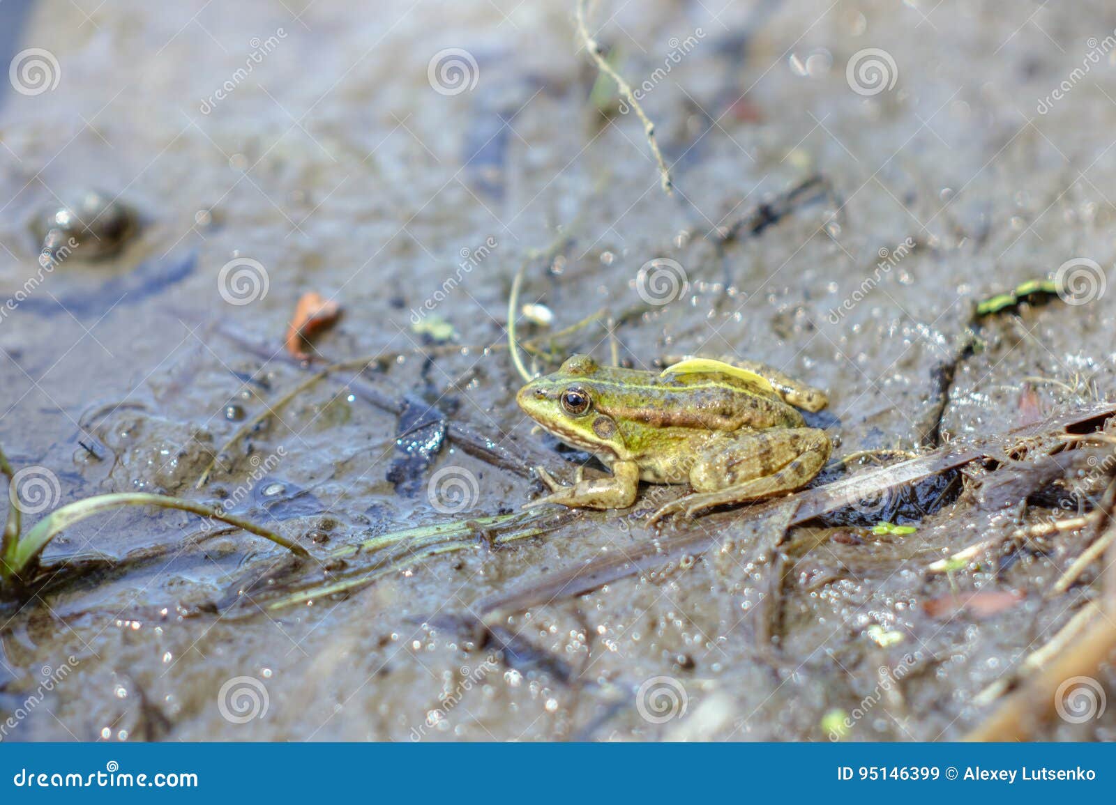 Green frog stock image. Image of habitat, natural, small - 95146399