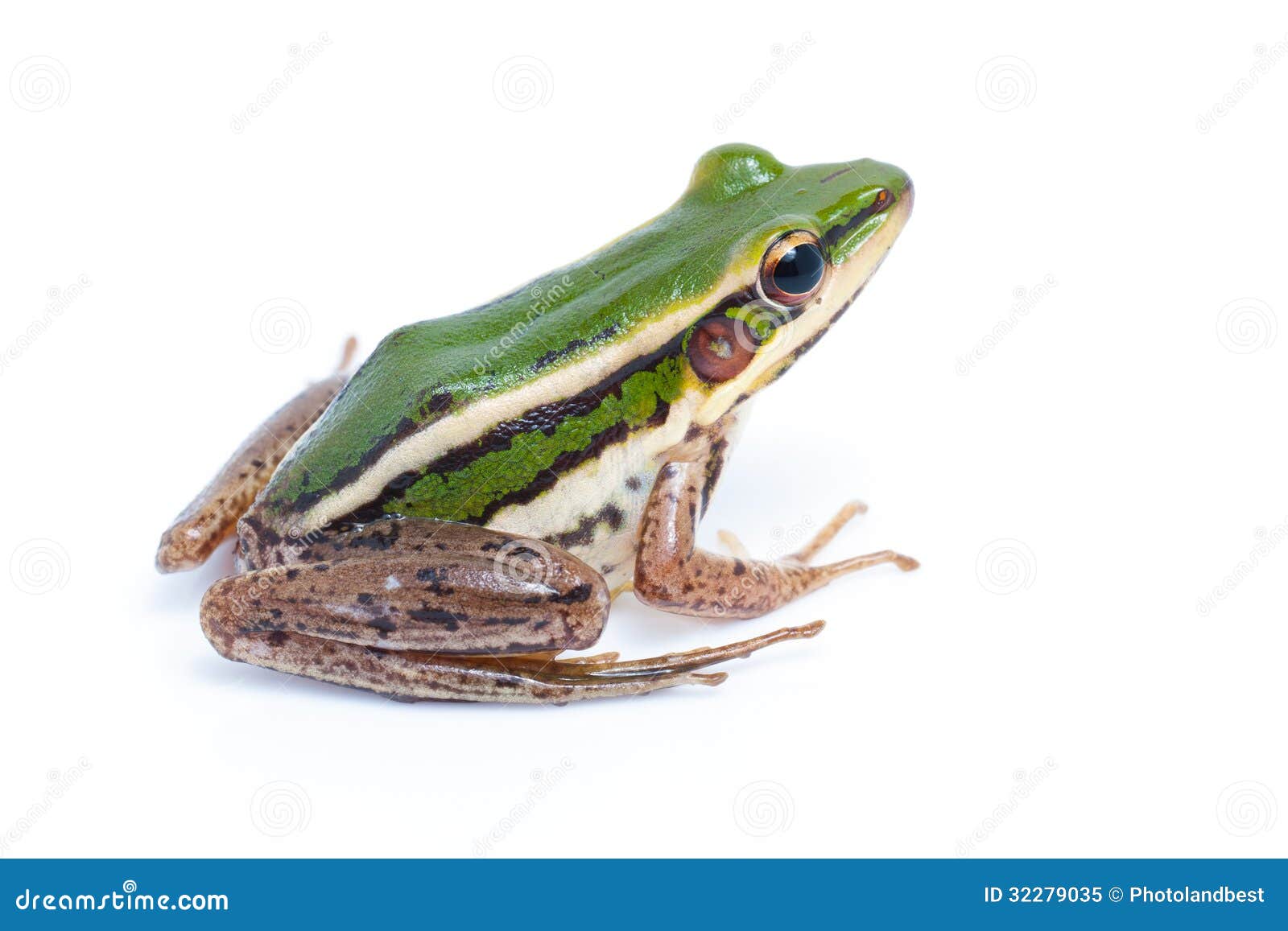 Green frog stock image. Image of reptile, warty, slimy - 32279035