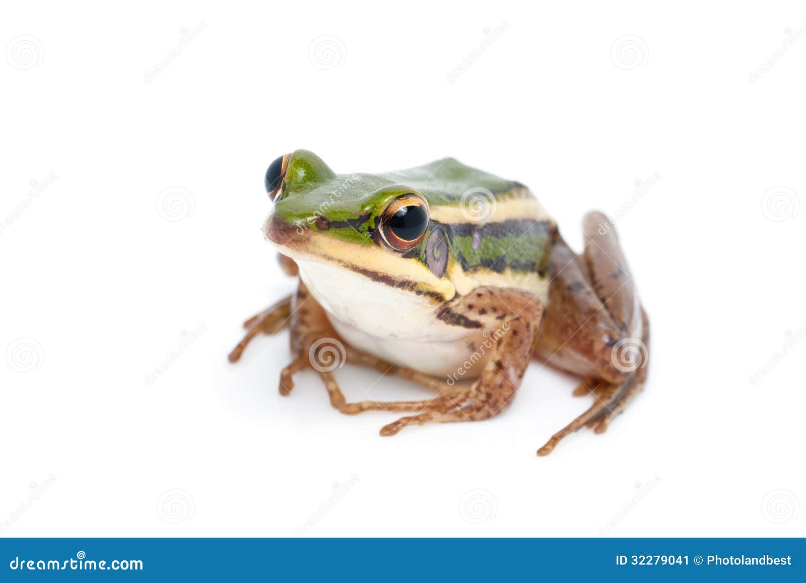 Green frog stock image. Image of amphibian, toads, frog - 32279041
