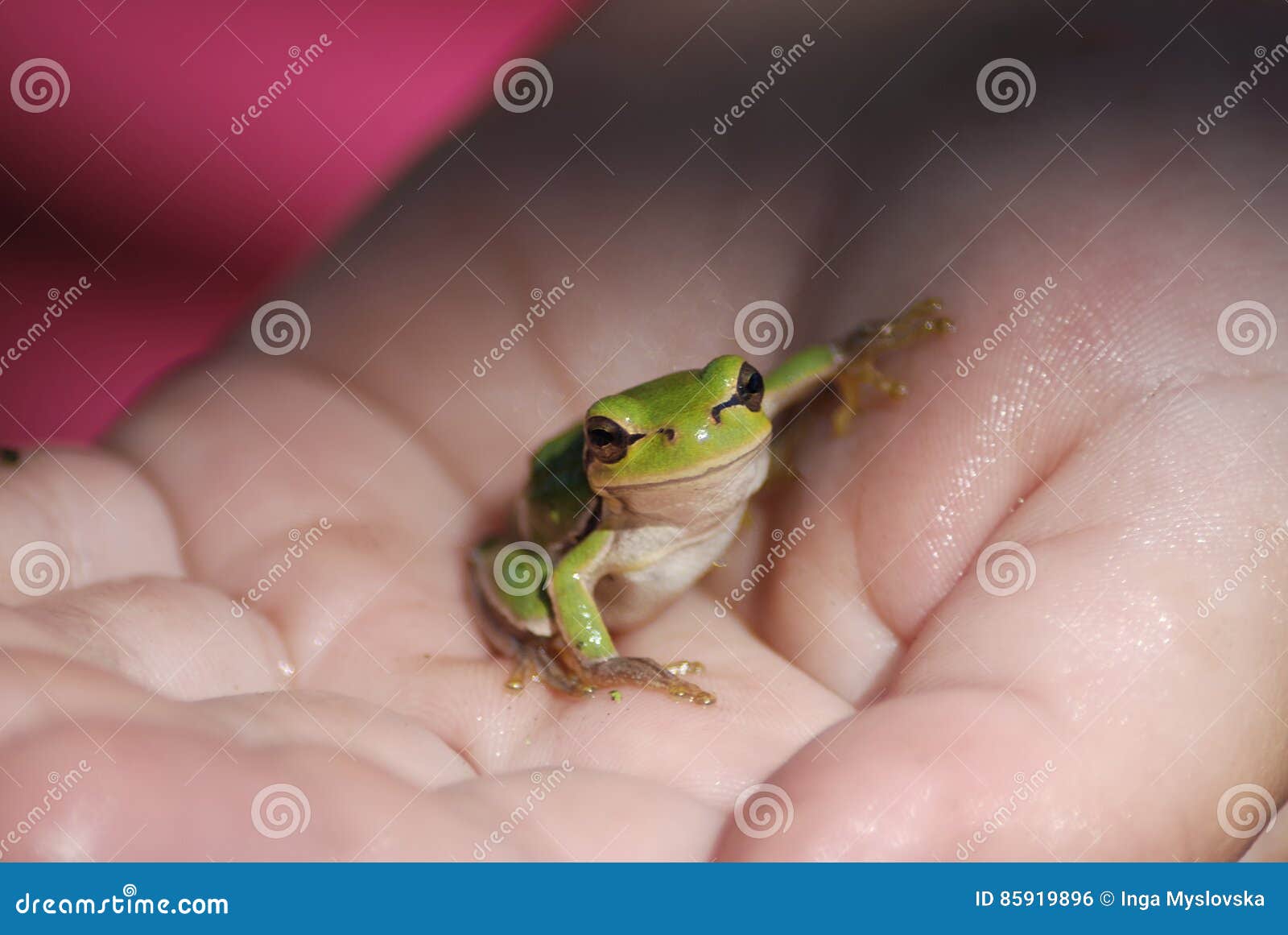 Green frog on the palm stock photo. Image of little, green - 85919896