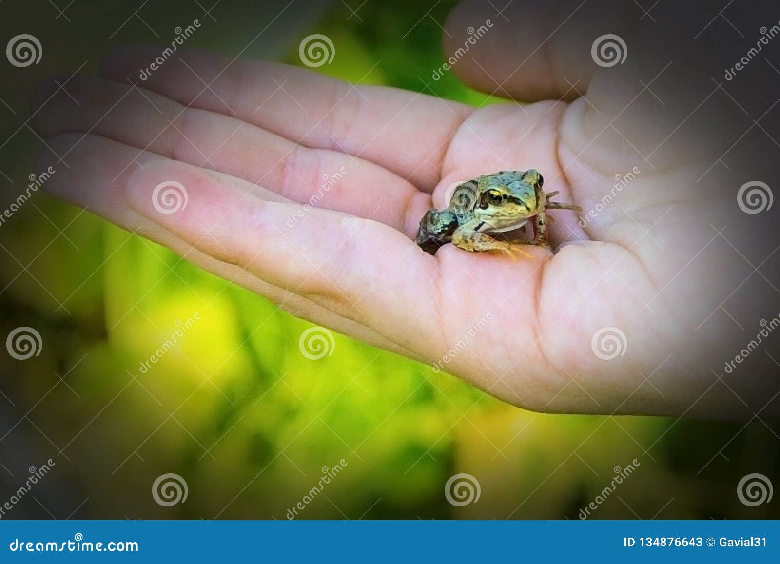 Green Frog on the Palm of Your Hand Stock Image - Image of animal, open ...