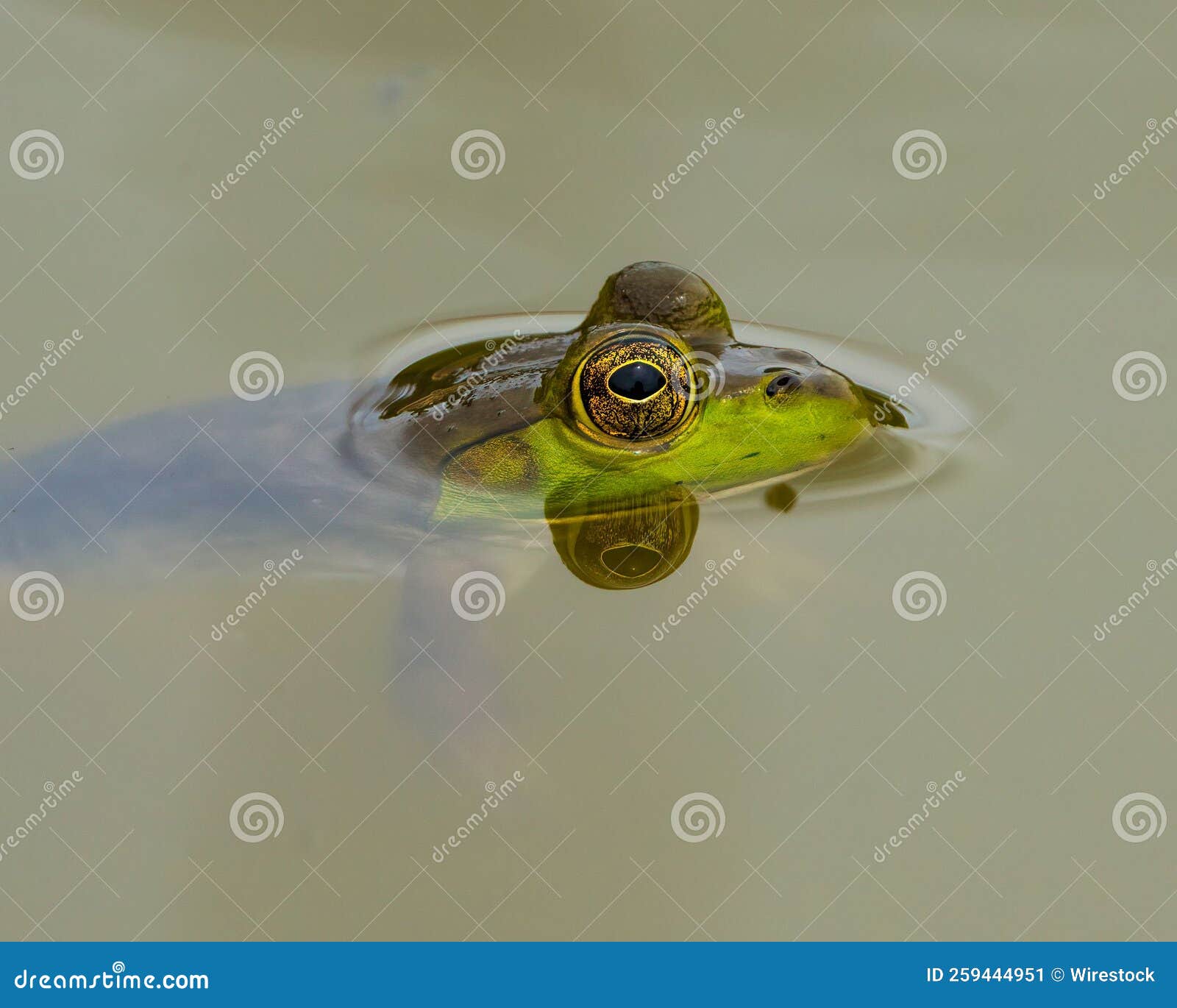 Green Frog Peeking from the Lake Water Stock Image - Image of lake ...