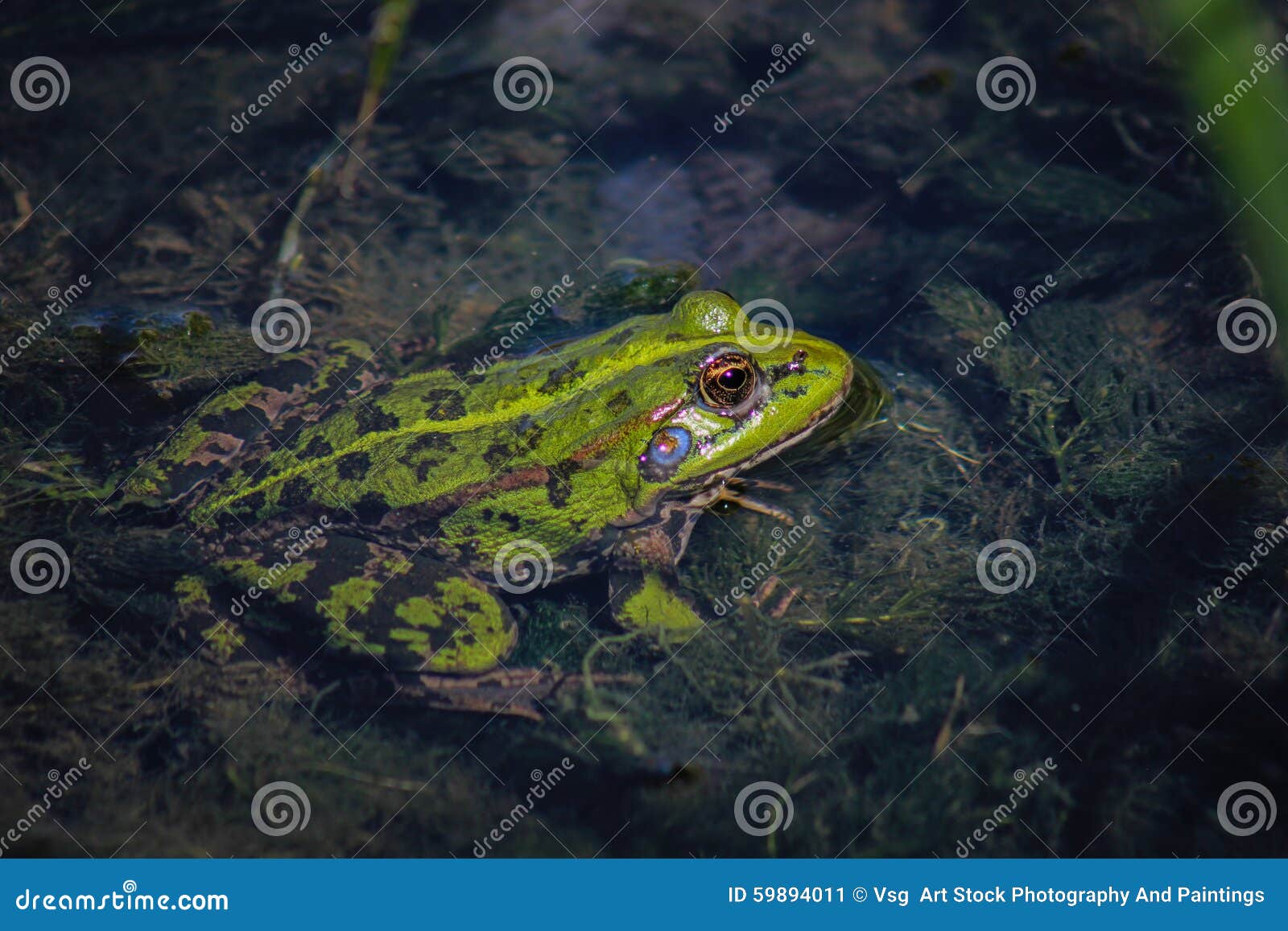 Green Frog Peeking Out from Shallow End of Lake Stock Image - Image of ...
