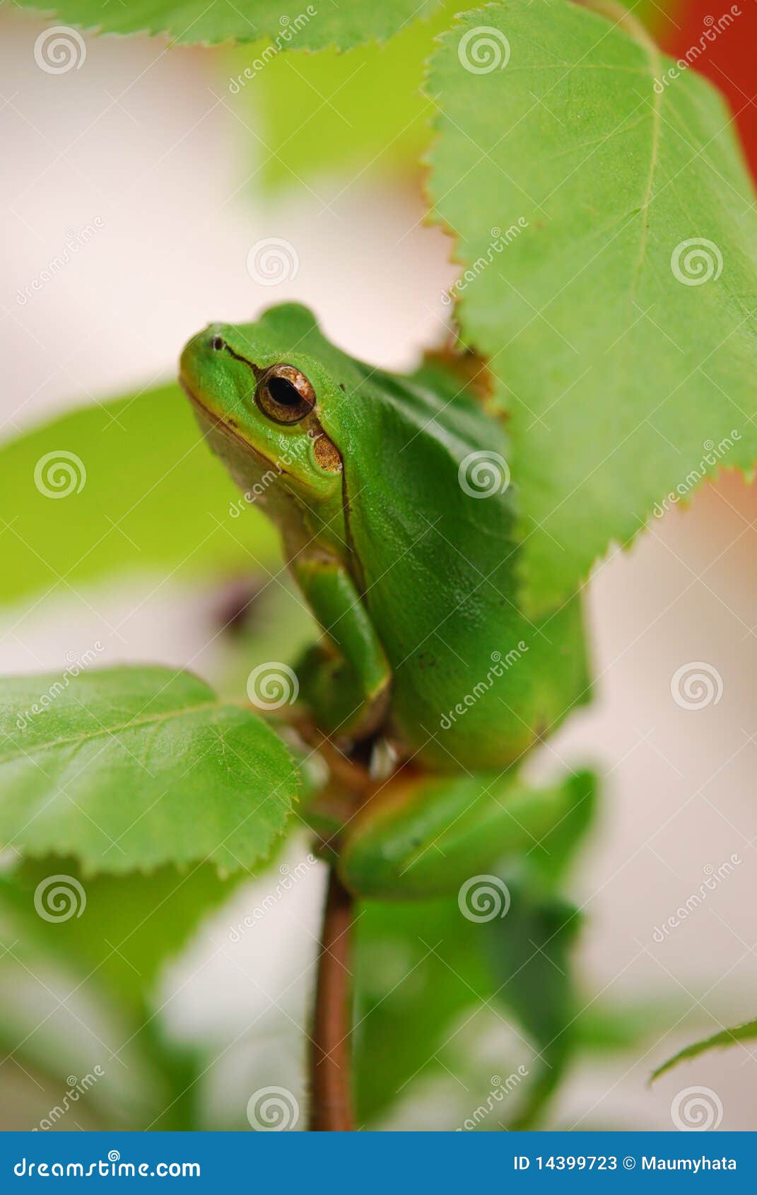 Green frog on plant stock image. Image of side, profile - 14399723