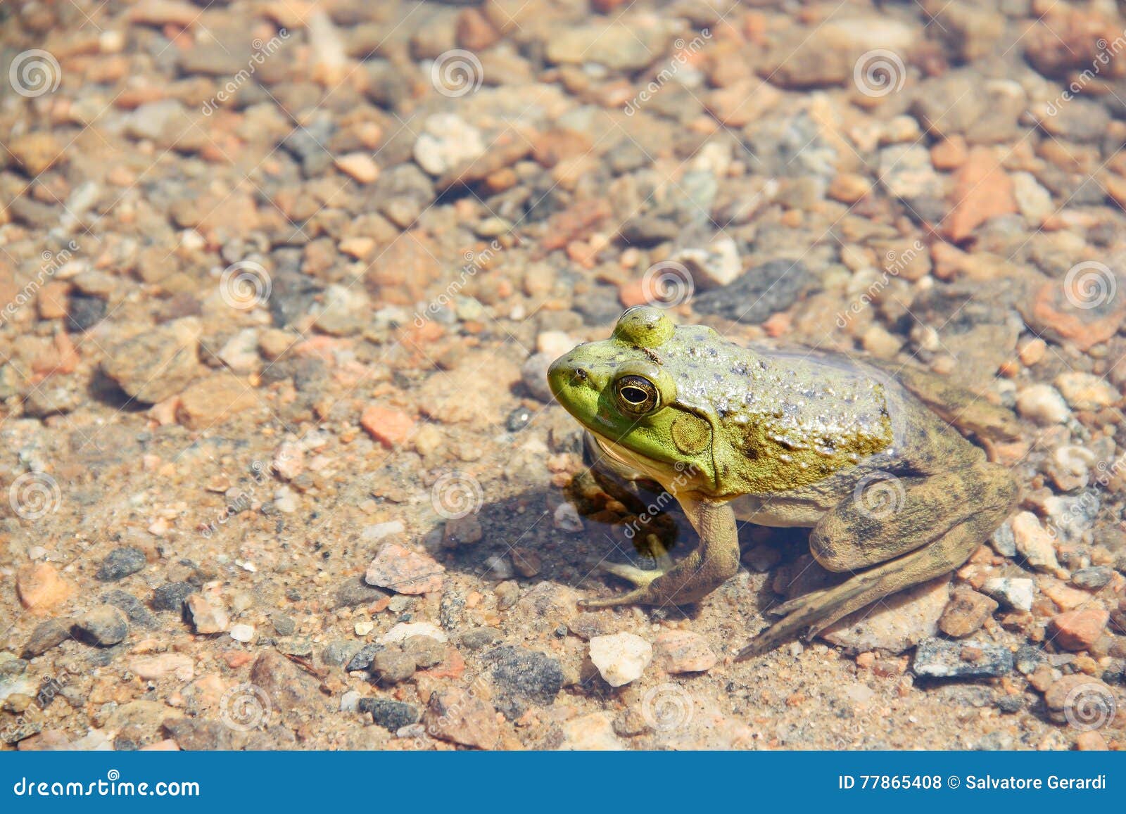 Green frog in the pond stock photo. Image of toad, fauna - 77865408