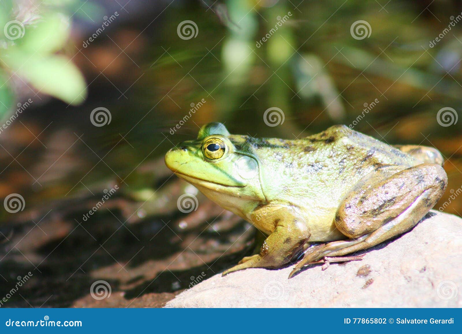 Green frog in the pond stock photo. Image of toad, common - 77865802