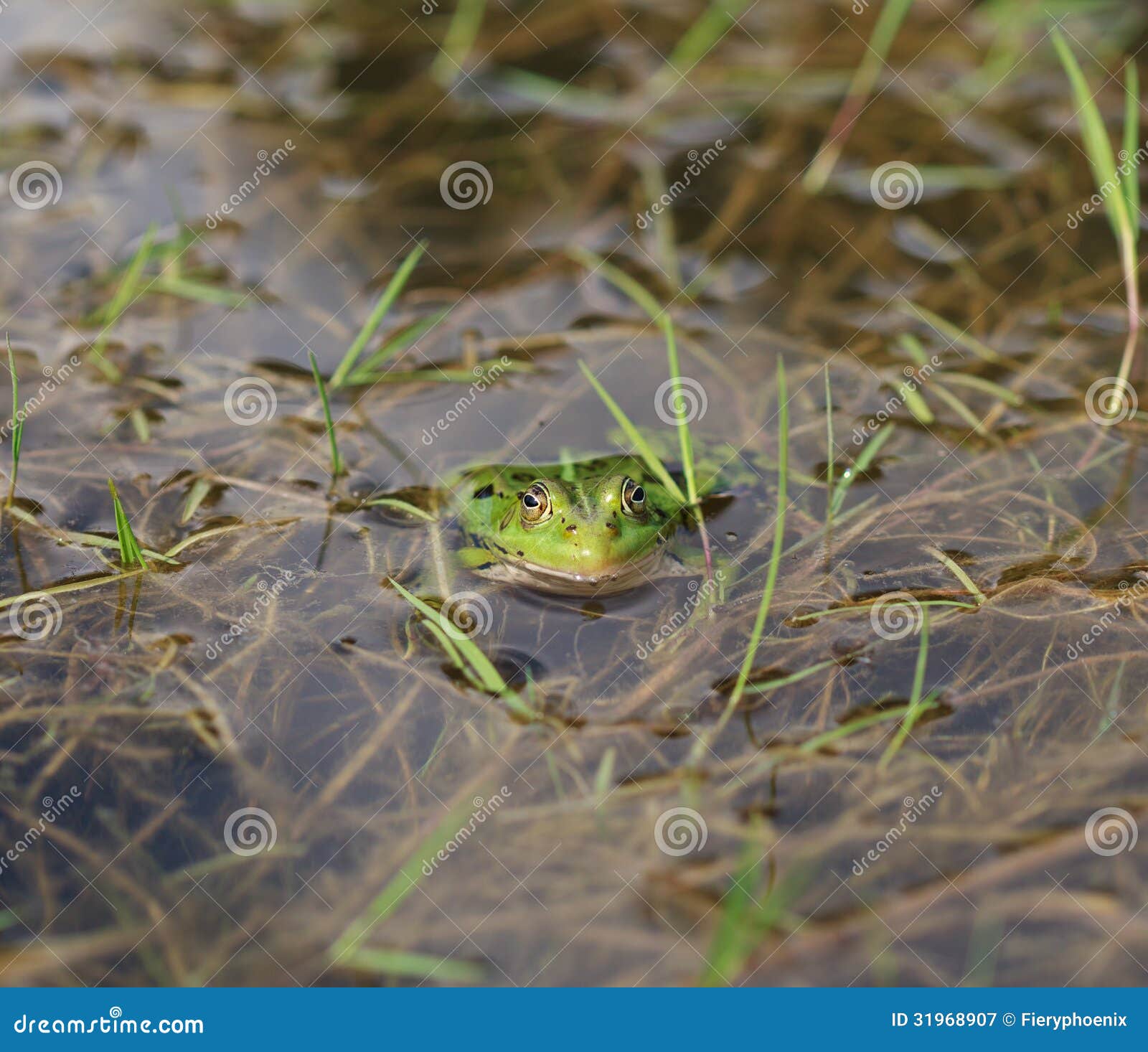 Green frog in a pond stock image. Image of herptile, blotches - 31968907