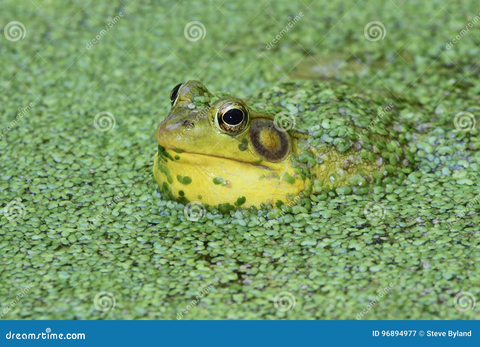 Green Frog in a Pond stock image. Image of duckweed, calling - 96894977