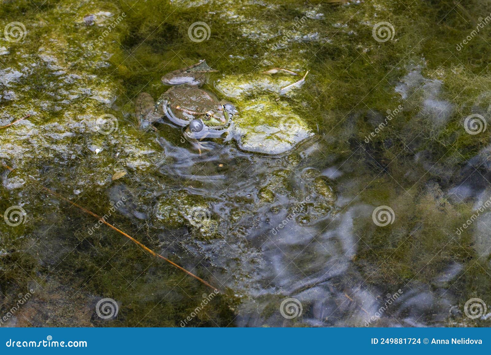 Green Frog in a Pond on a Sunny Spring Day, May Stock Photo - Image of ...
