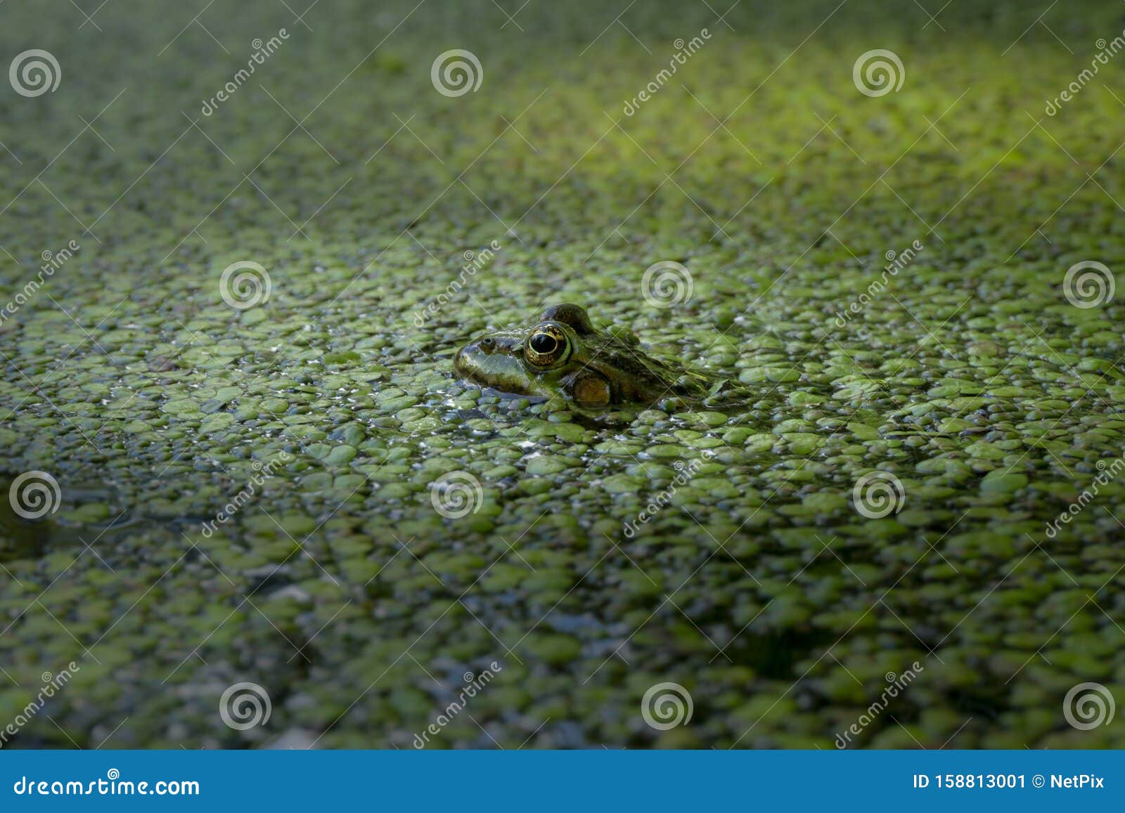 Green Frog in a Pond Surrounded by Duckweed Stock Image - Image of ...