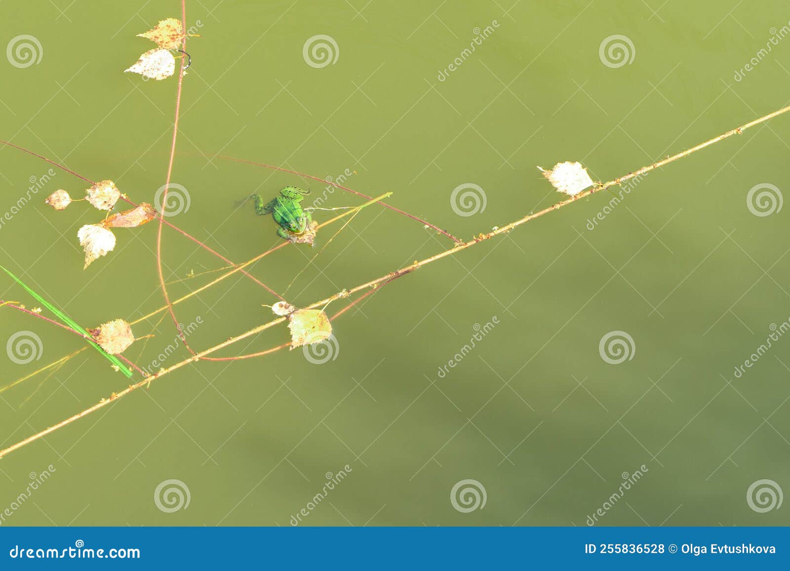 A Green Frog in a Green Pond or Swamp Stock Photo - Image of wildlife ...