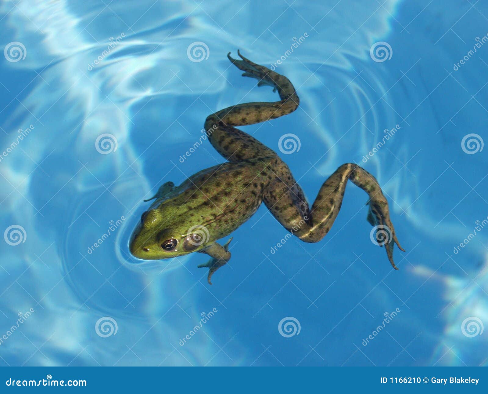 277 Montreal Swimming Pool Stock Photos - Free & Royalty-Free Stock ...