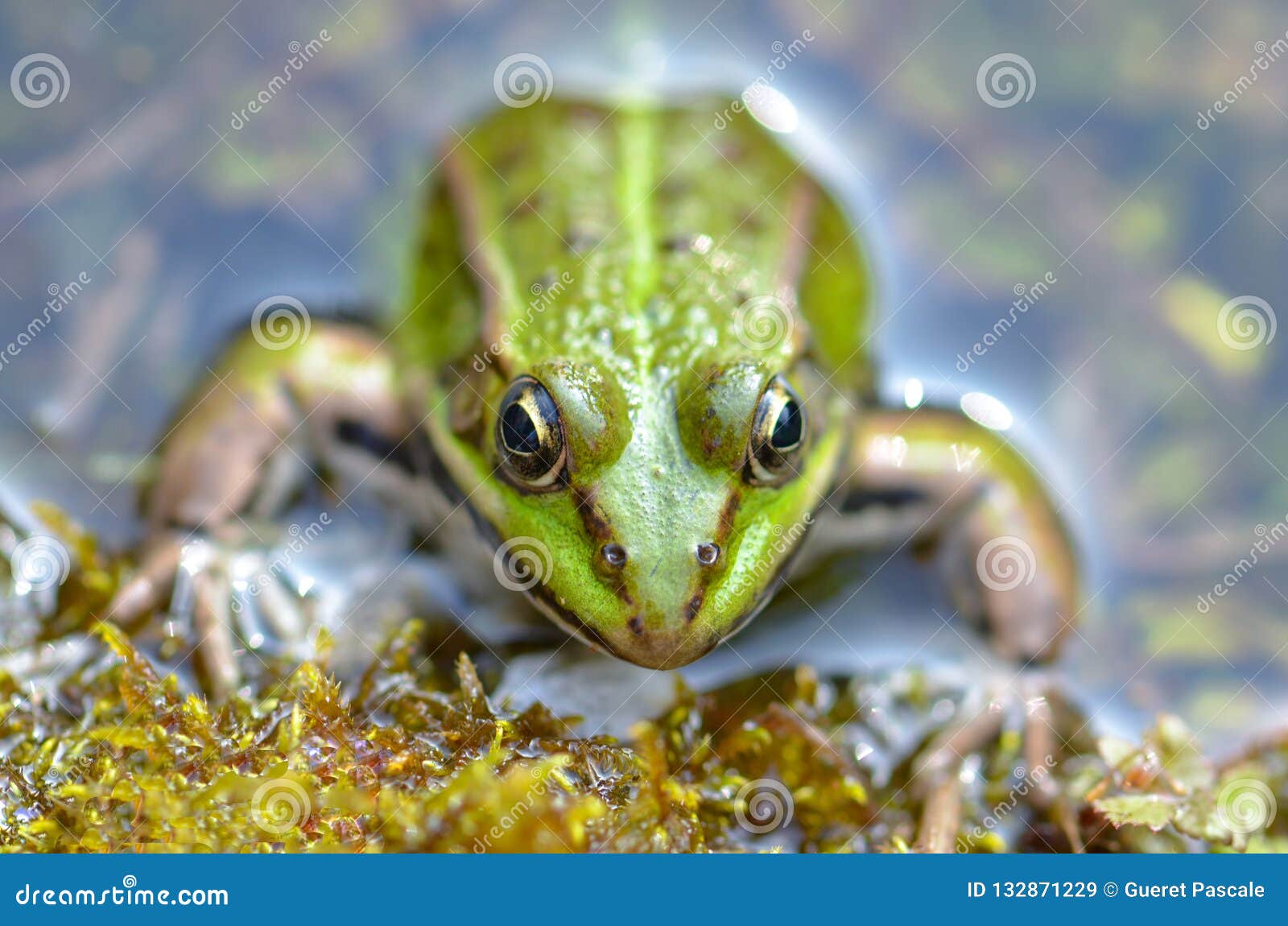 Green frog stock image. Image of green, female, princess - 132871229