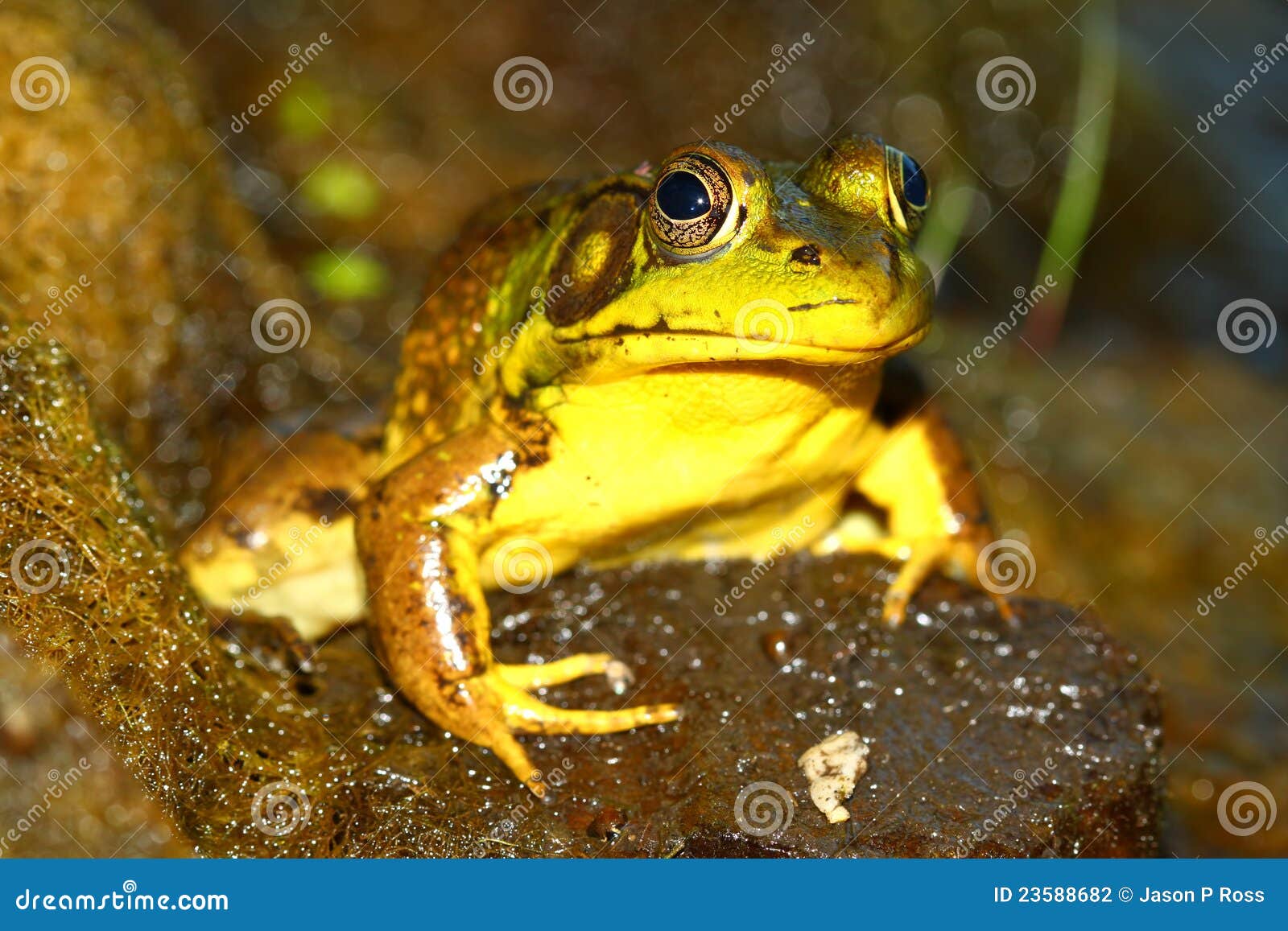 Green Frog (Rana Clamitans) Stock Photo - Image of environment, bright ...