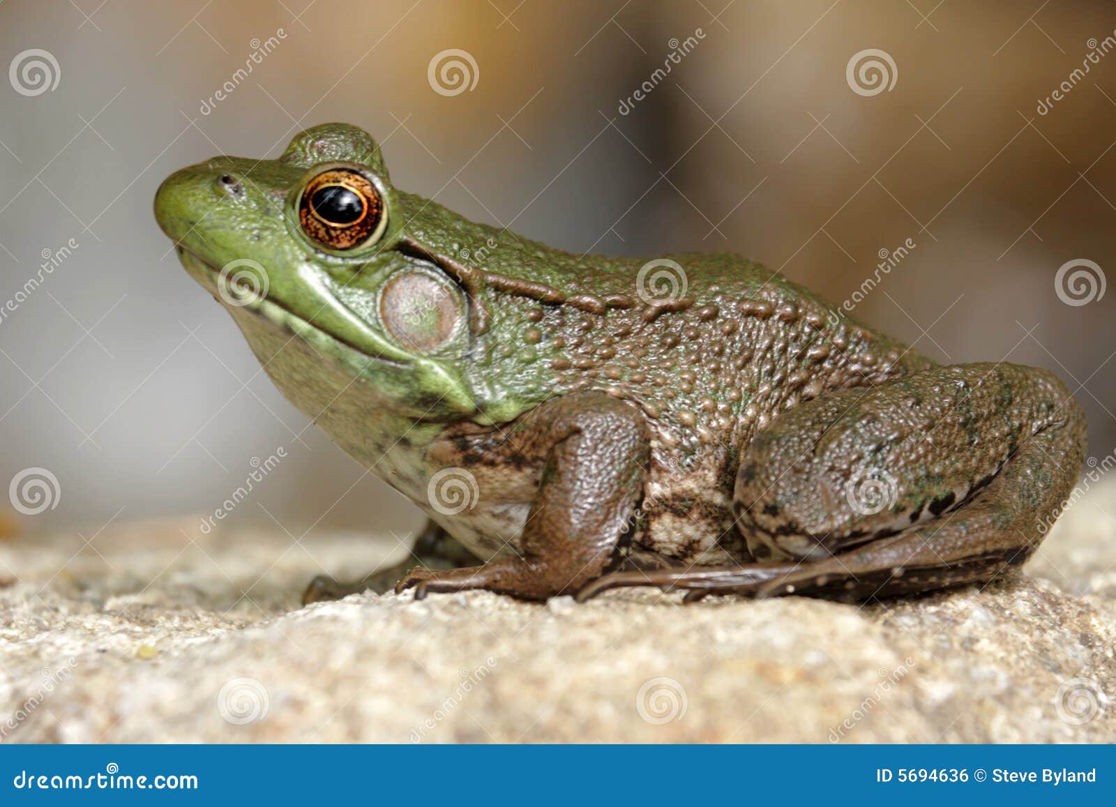 Green Frog (Rana Clamitans) Stock Photo - Image of herp, wild: 5694636