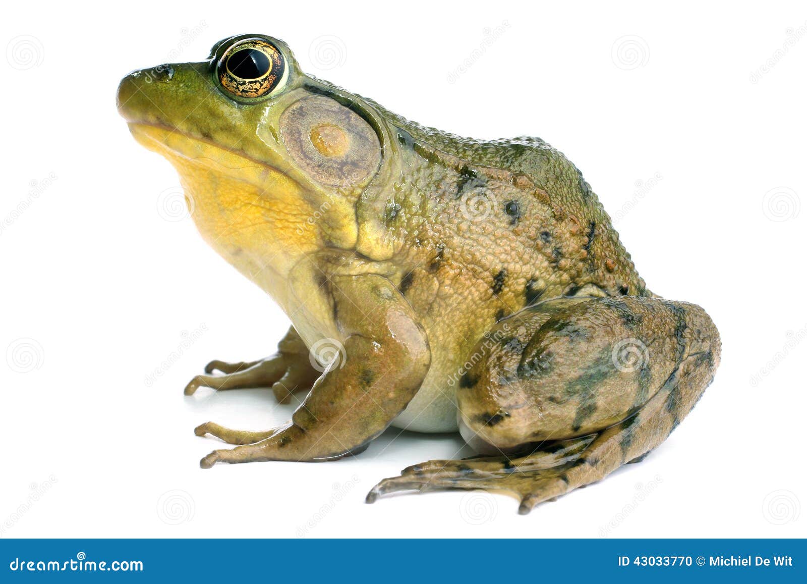 Green Frog (Rana Clamitans) Stock Photo - Image of looking, brown: 43033770