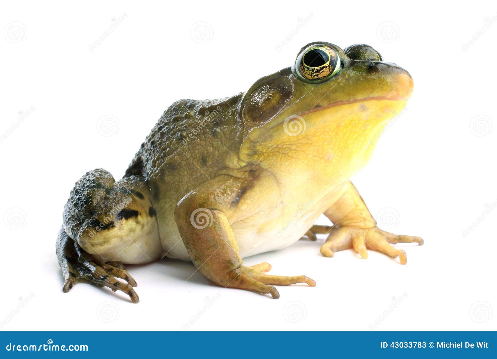 Green Frog (Rana Clamitans) Stock Image - Image of portrait, body: 43033783