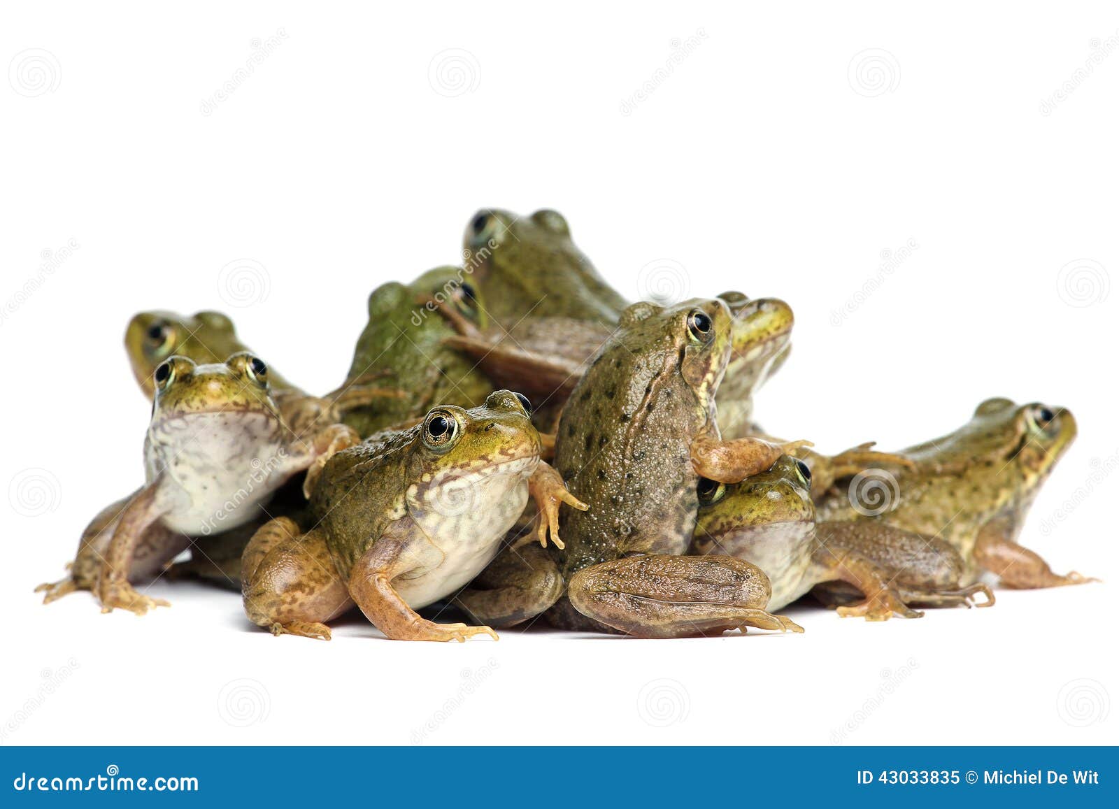 Rana Clamitans Green Frog