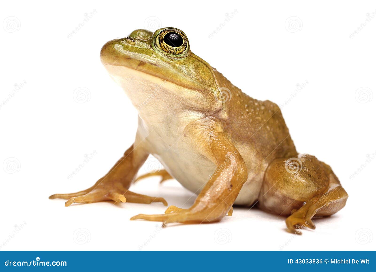 Green Frog (Rana Clamitans) Stock Photo - Image of eyed, closeup: 43033836
