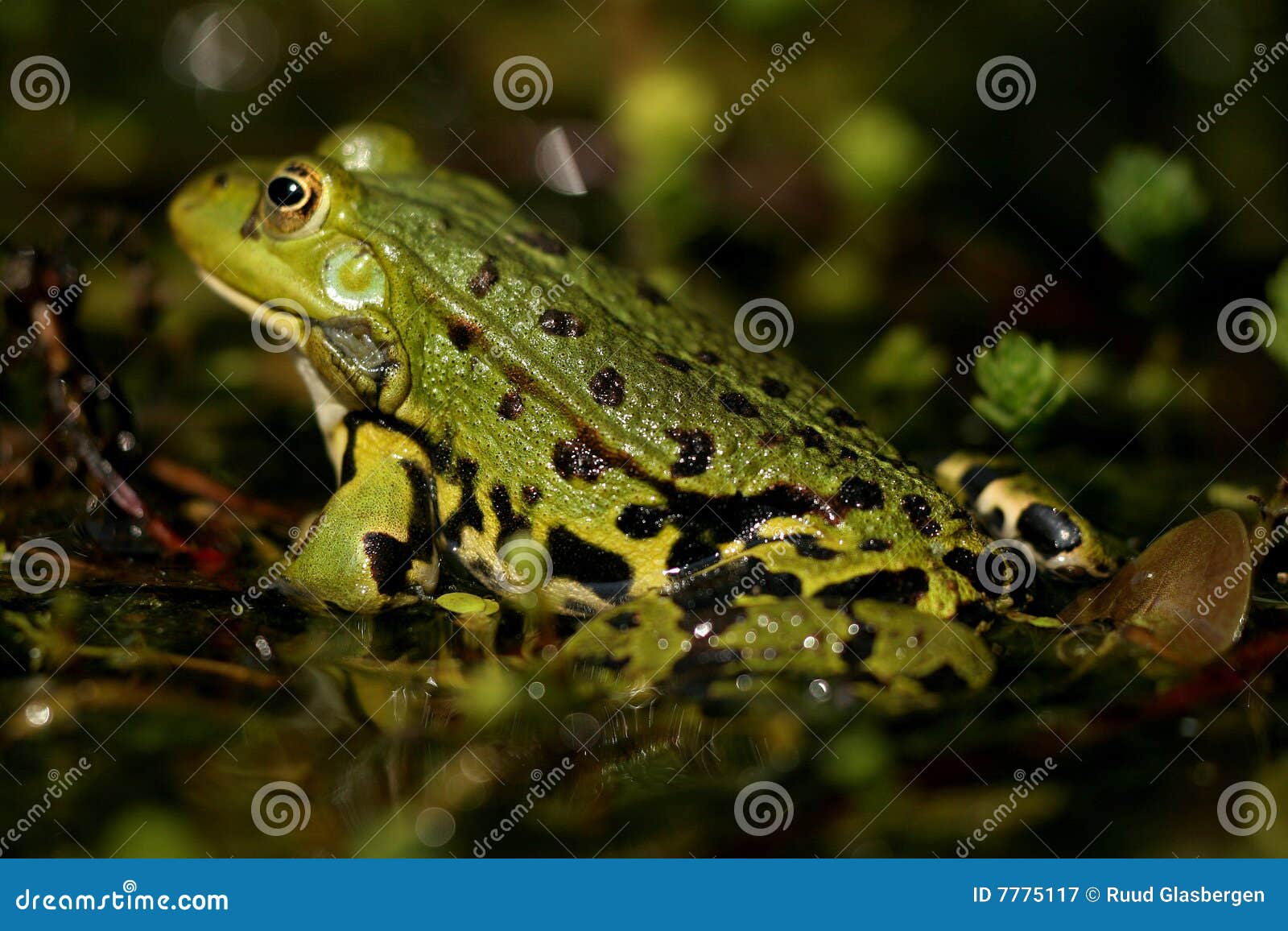 Green Frog, Rana esculenta stock image. Image of amphibians - 7775117
