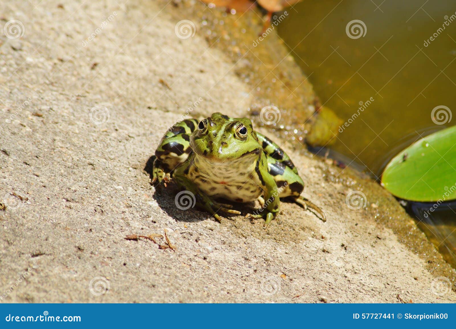 Green Frog - Rana Esculenta Stock Image - Image of animal, rainforest ...