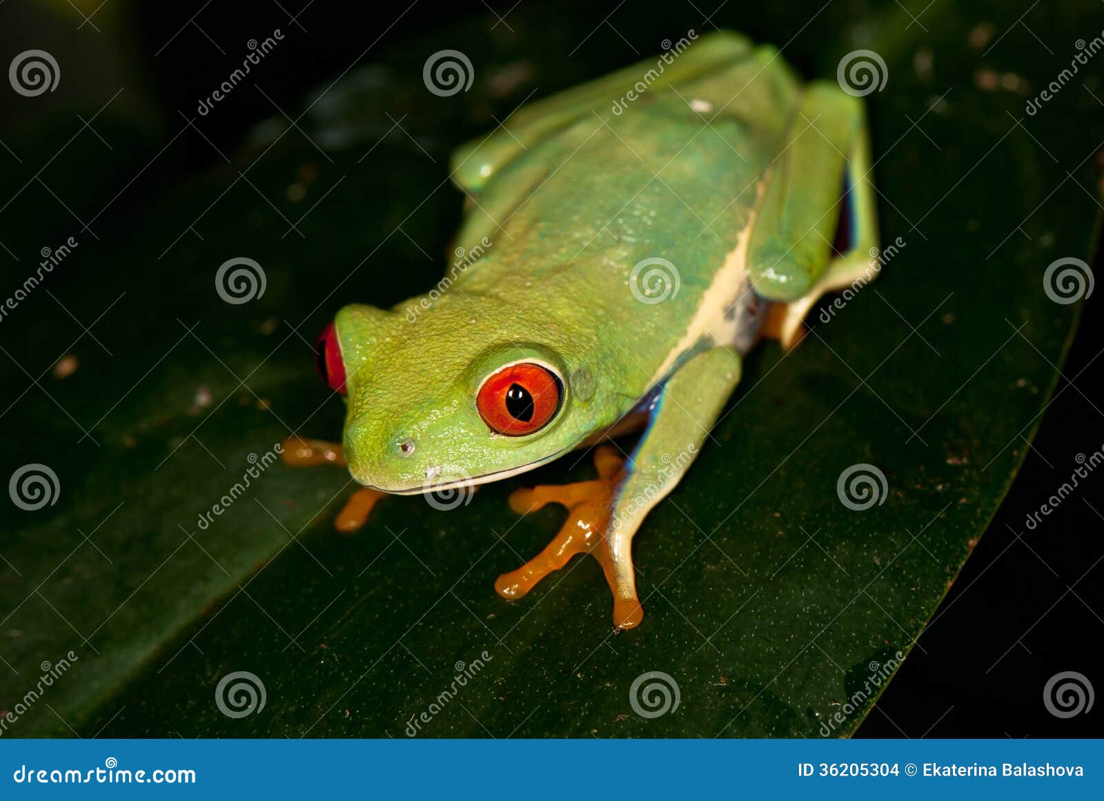Green frog with red eyes stock photo. Image of redeyed - 36205304