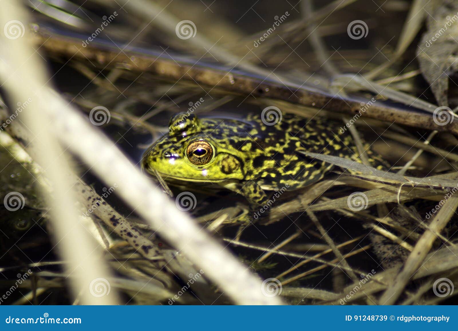 Green Frog and Reeds stock image. Image of pond, black - 91248739