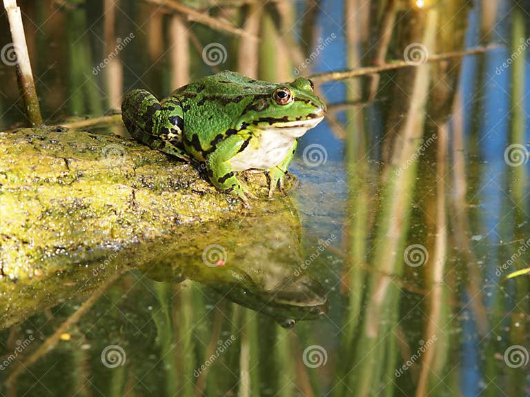 Green frog stock photo. Image of horizontal, green, detail - 32215222