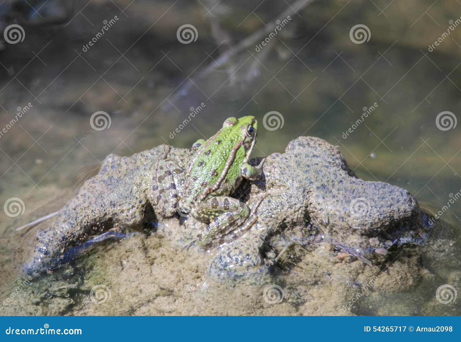 Green frog stock image. Image of ground, leaf, frog, amphibian - 54265717