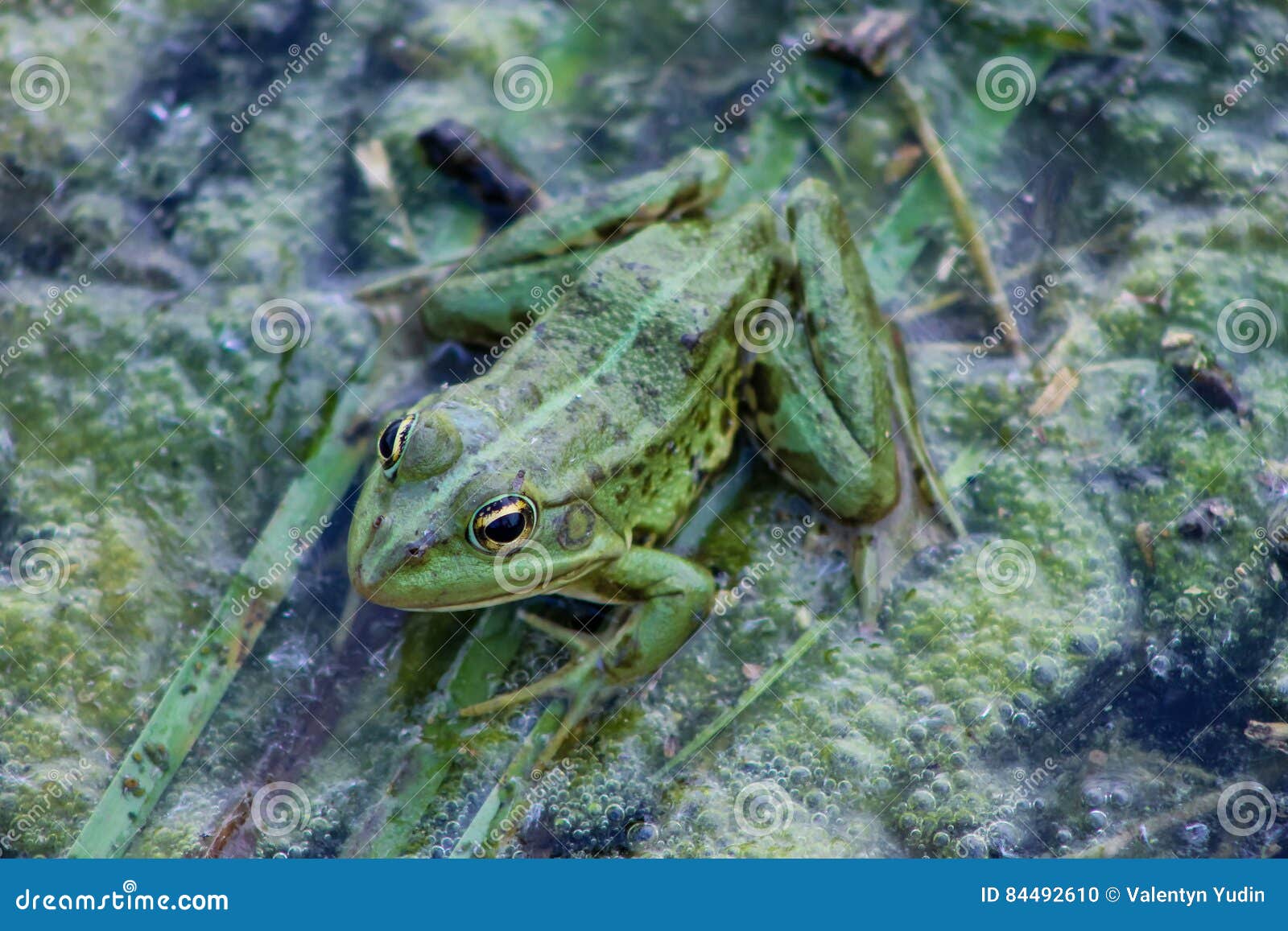 Frog In River Water Royalty-Free Stock Photo | CartoonDealer.com #35189505