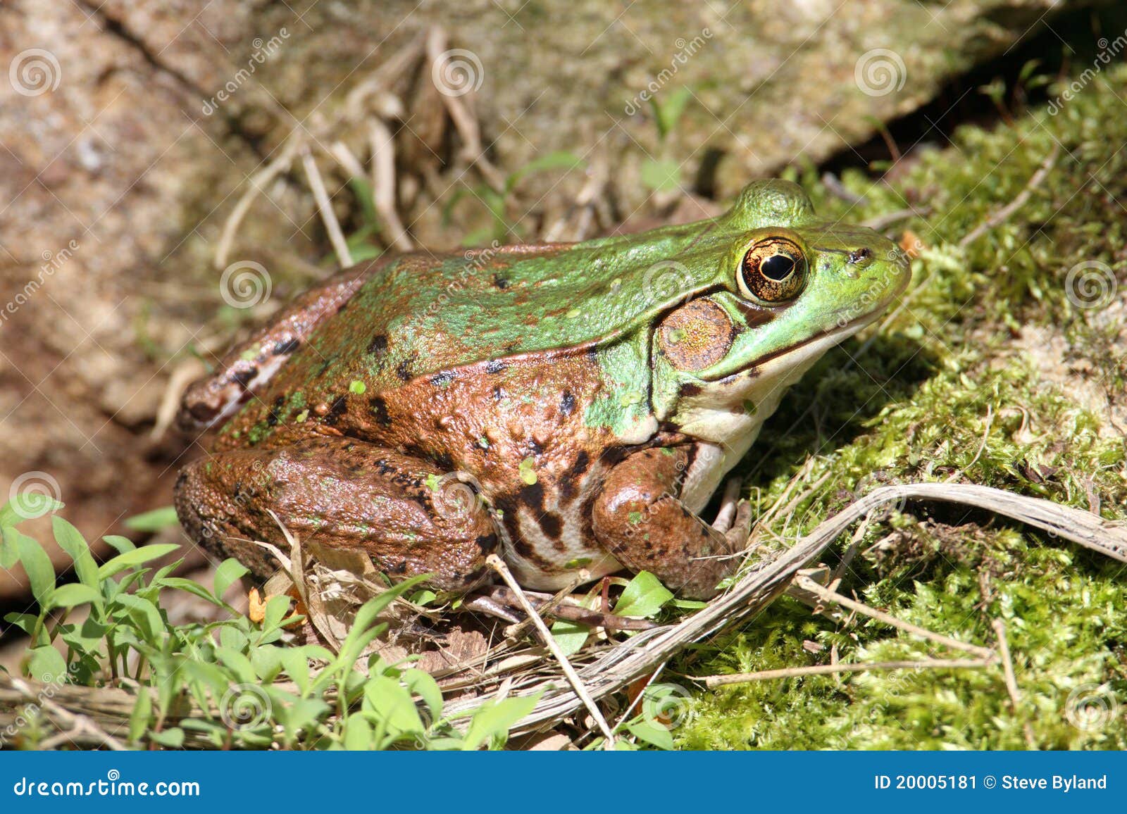 Green Frog on a Rock stock image. Image of rana, toad - 20005181
