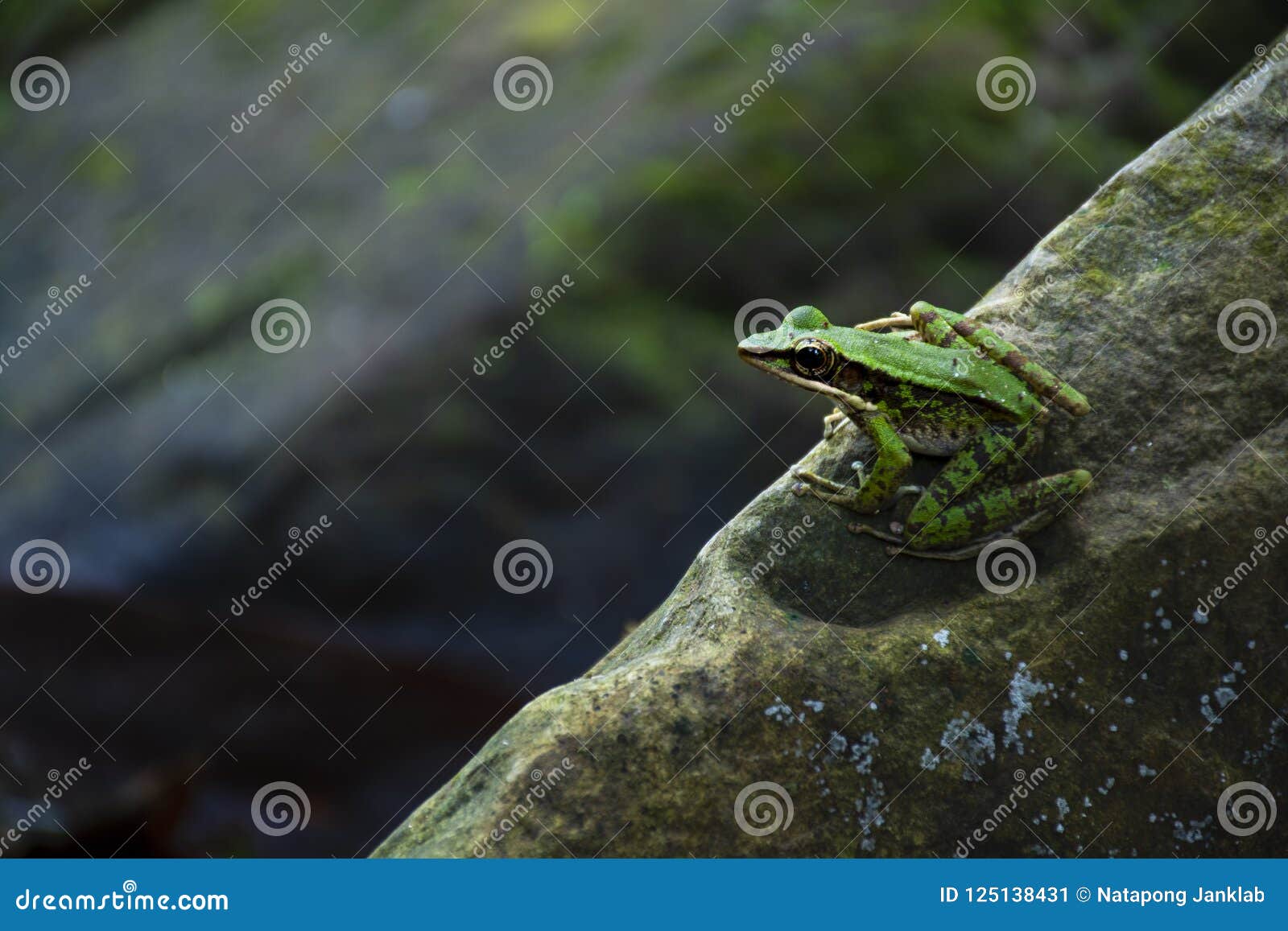 Green frog on the rock stock image. Image of rana, toad - 125138431