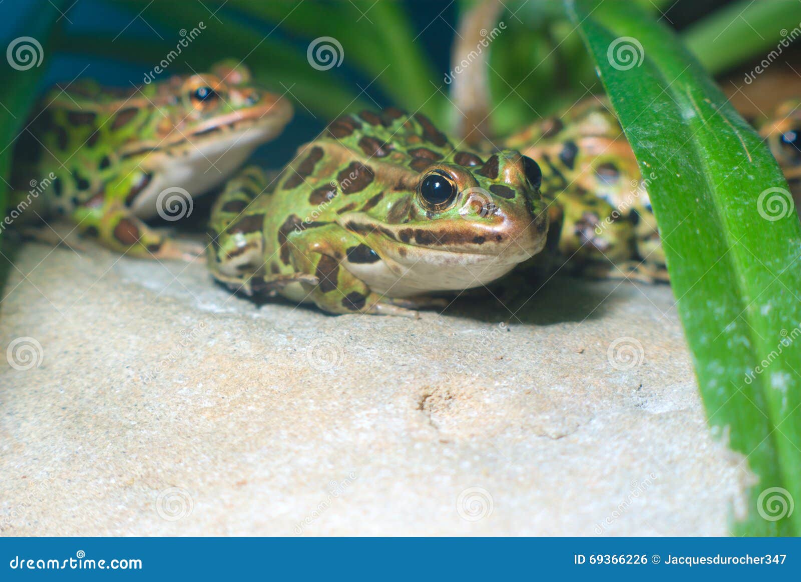 Green frog on a rock stock photo. Image of resting, head - 69366226