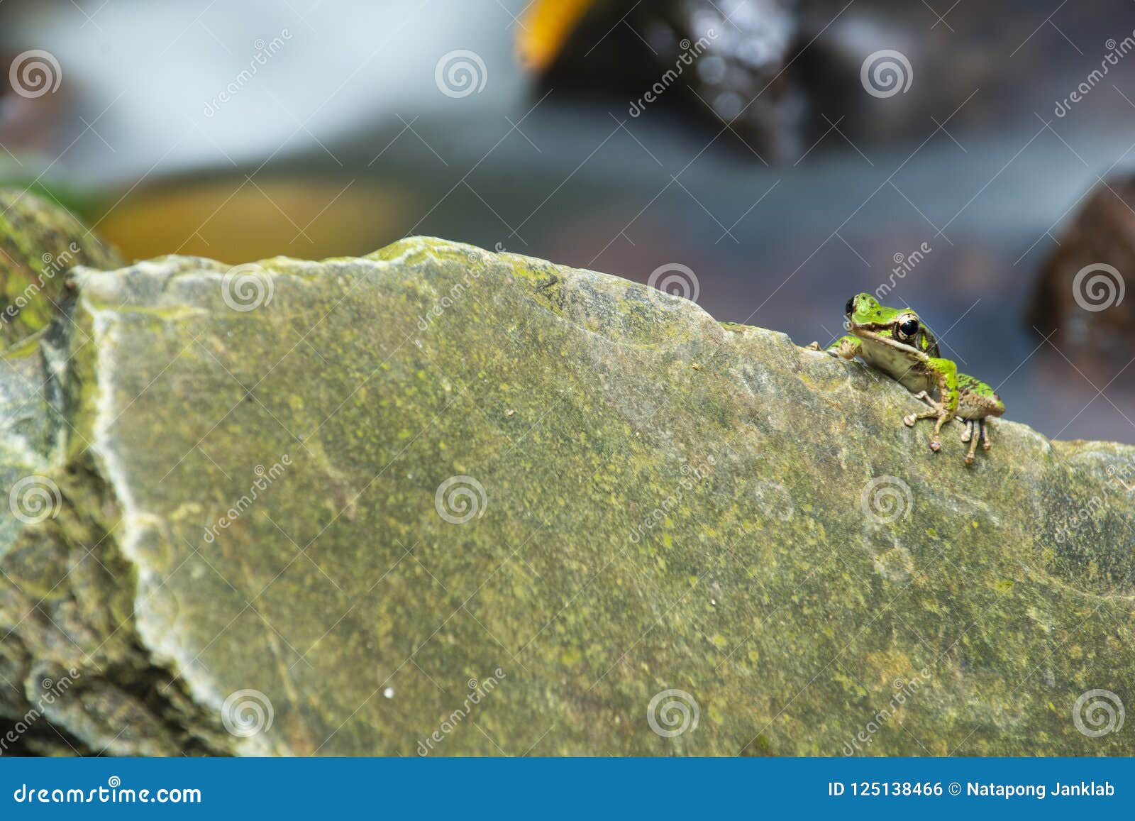 Green frog on the rock stock photo. Image of rana, space - 125138466